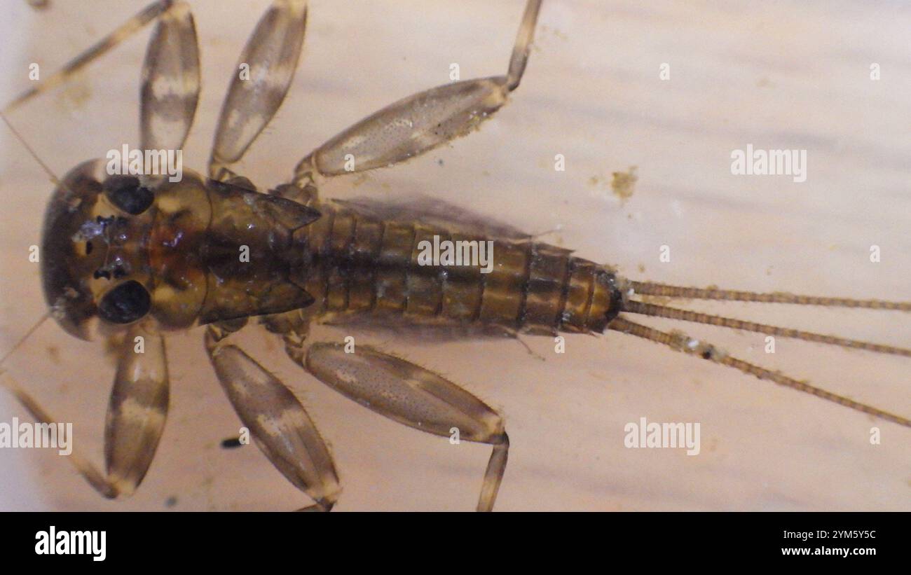 (Stenacron interpunctatum interpunctatum Stock Photo - Alamy