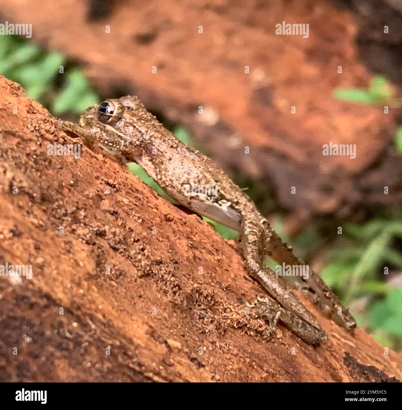 Cuban Tree Frog (Osteopilus septentrionalis Stock Photo - Alamy