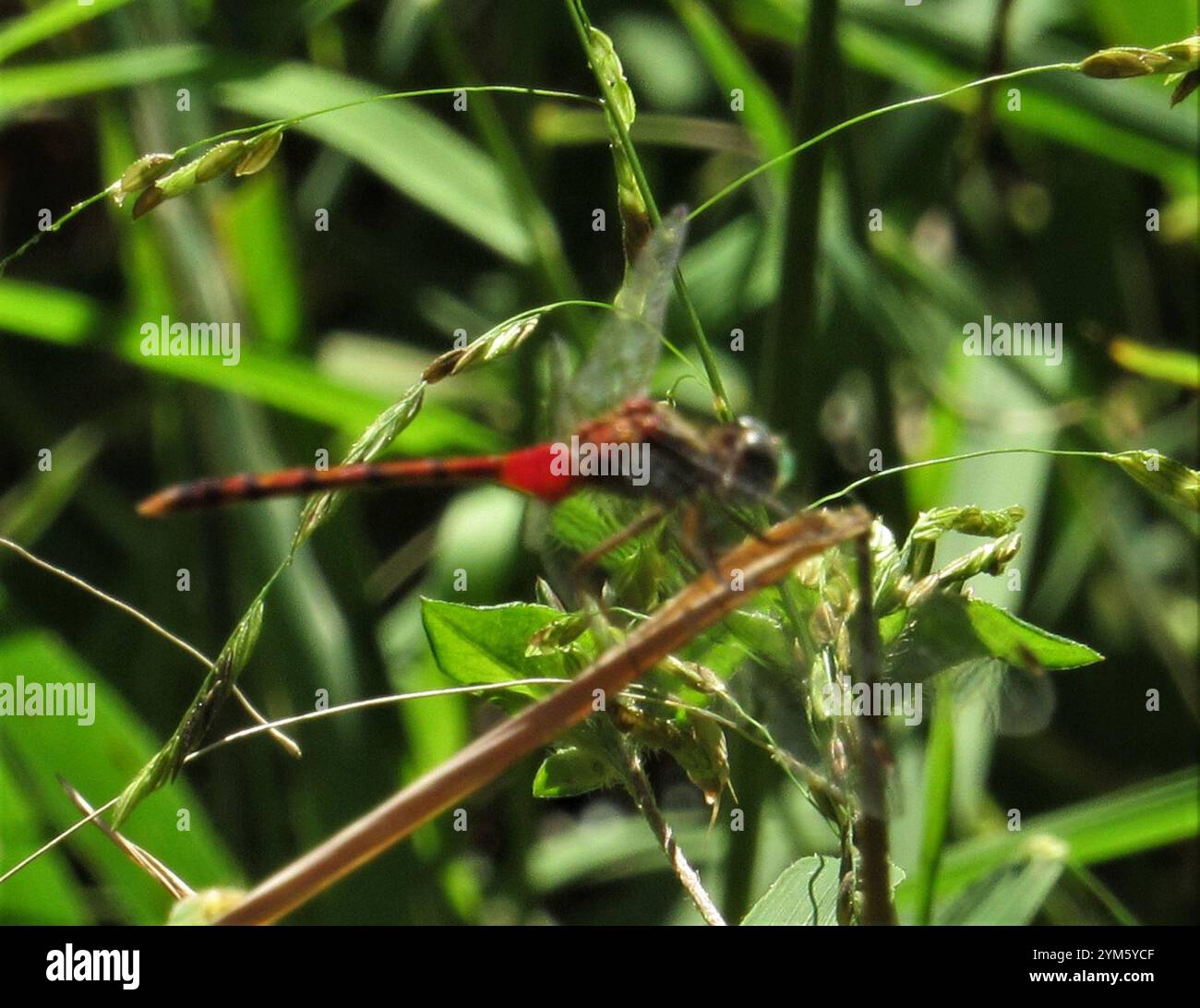 Blue-faced Meadowhawk (Sympetrum ambiguum Stock Photo - Alamy