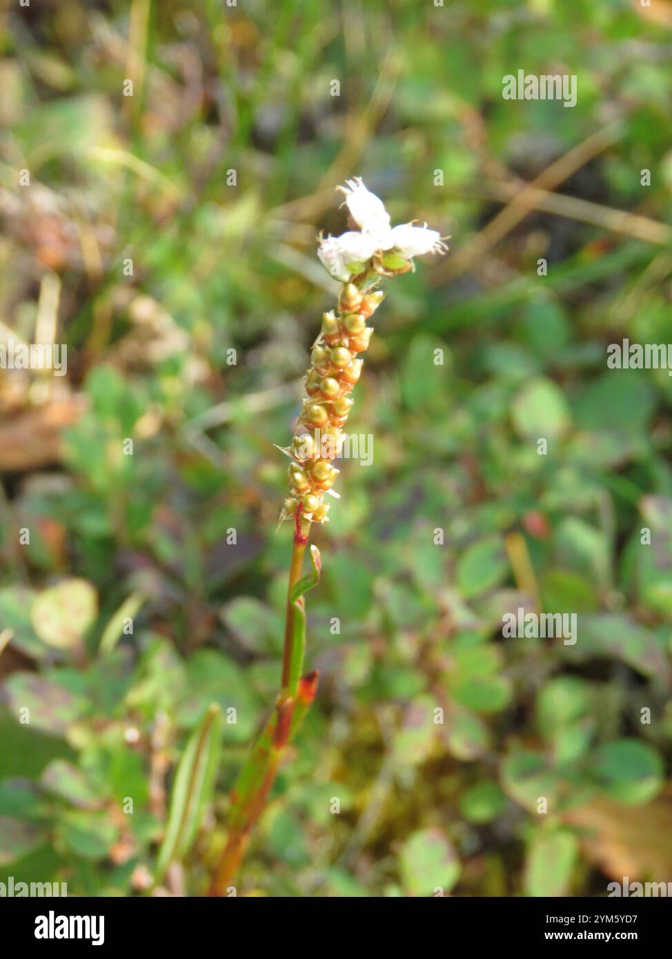 alpine bistort (Bistorta vivipara Stock Photo - Alamy