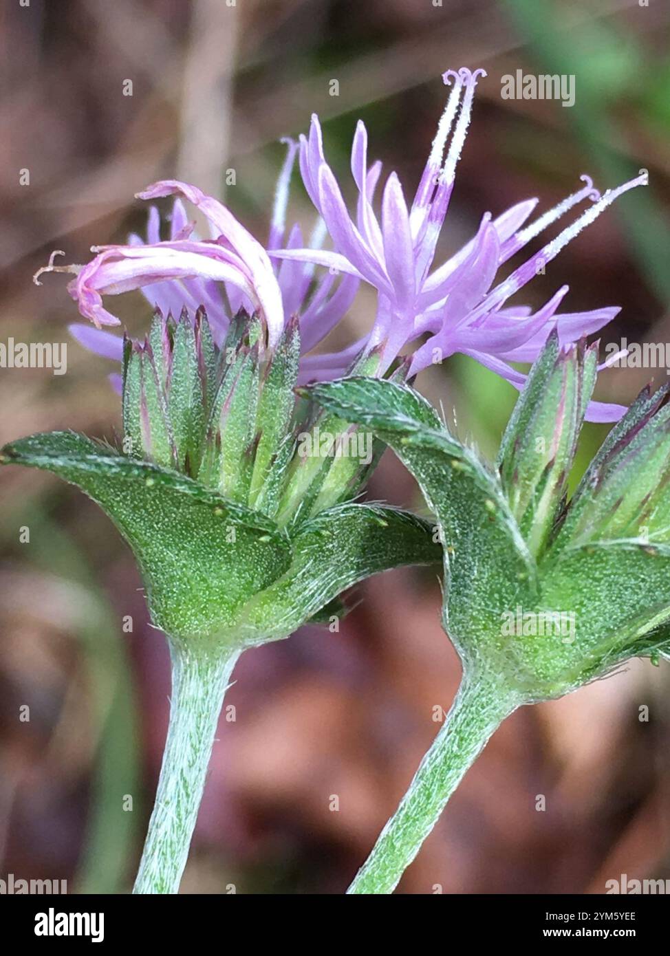 Smooth Elephant's Foot (Elephantopus nudatus Stock Photo - Alamy
