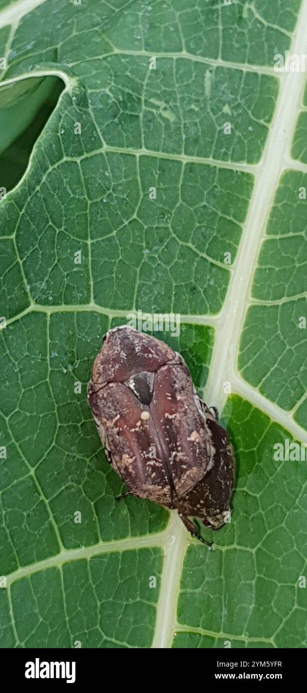Mango Flower Beetle (Protaetia fusca Stock Photo - Alamy