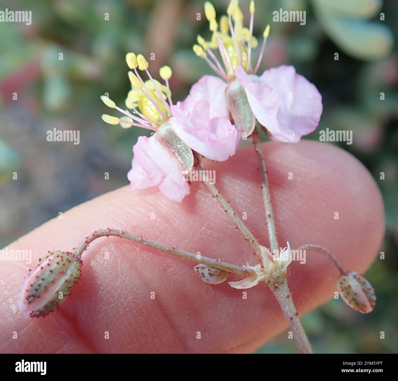 Sour Saltsorrel (Kewa salsoloides Stock Photo - Alamy
