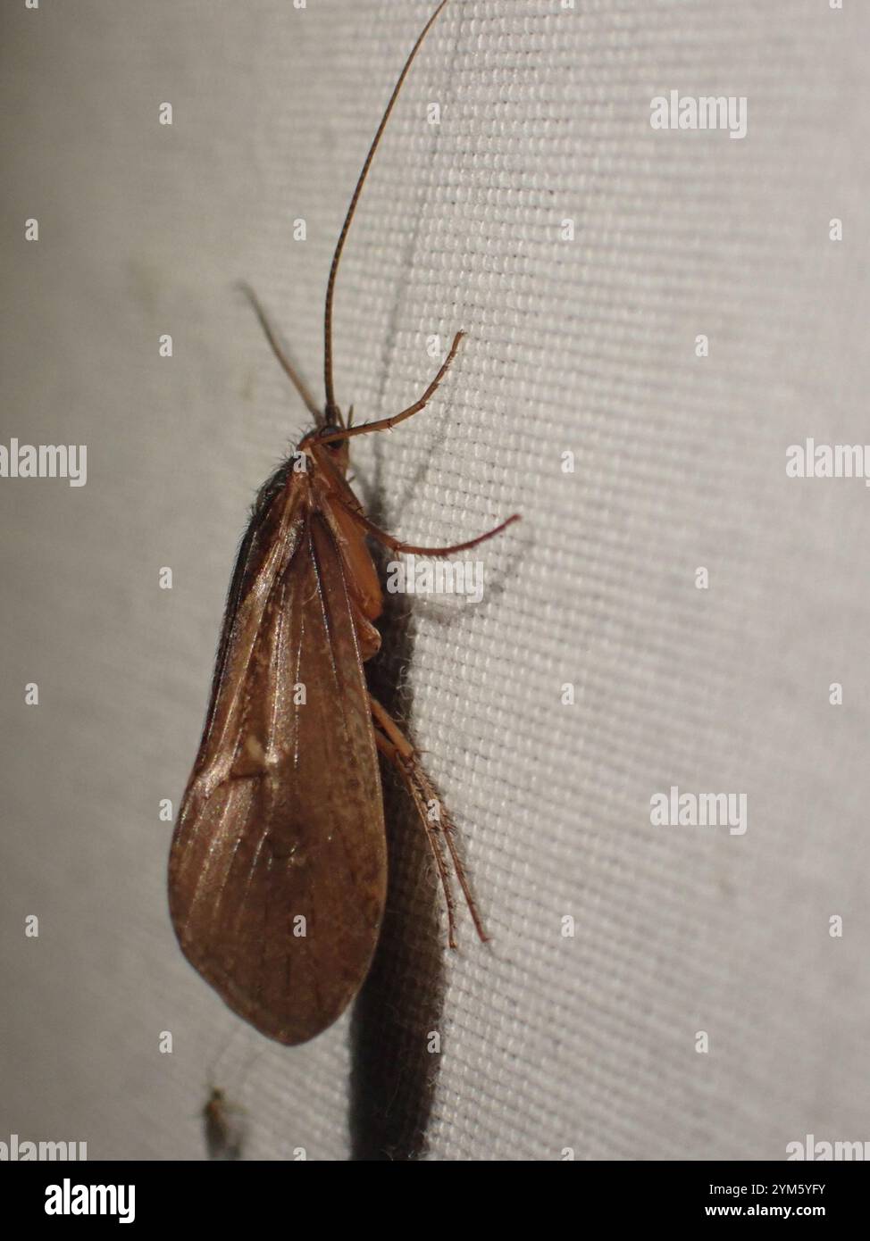 Northern Caddisflies (Limnephilidae Stock Photo - Alamy