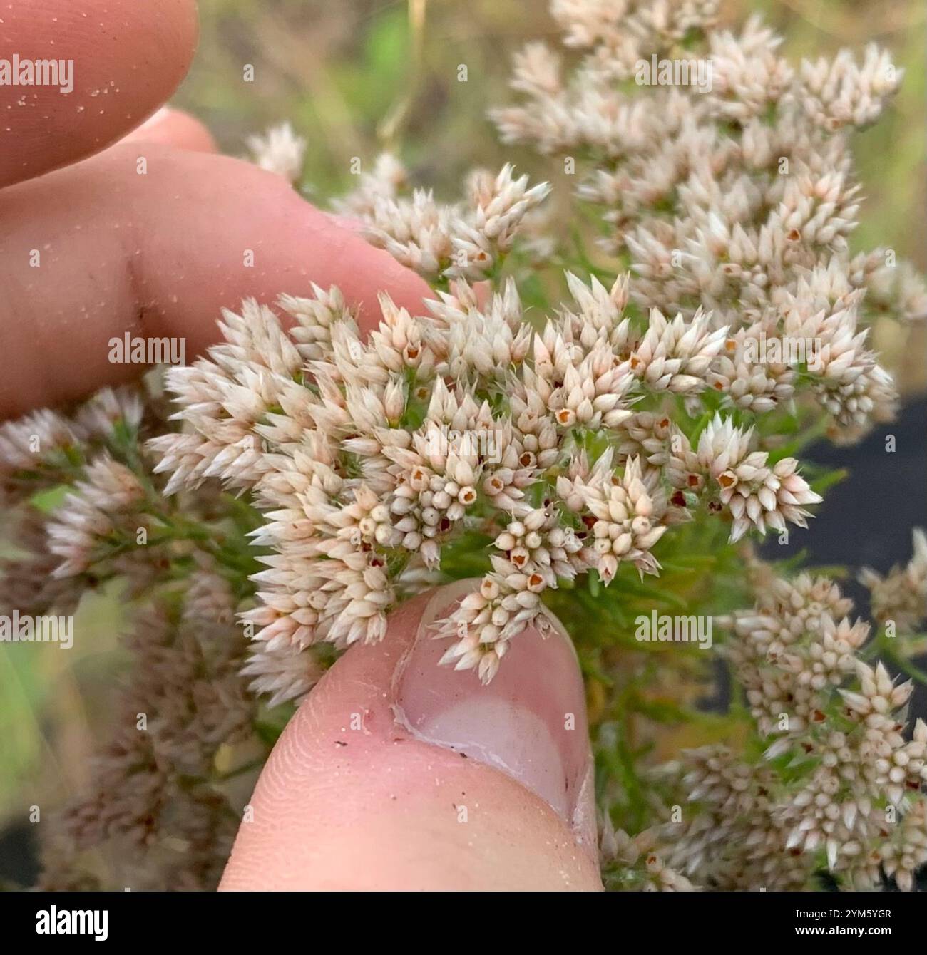 Oldman’s Cap (Polycarpaea corymbosa Stock Photo - Alamy