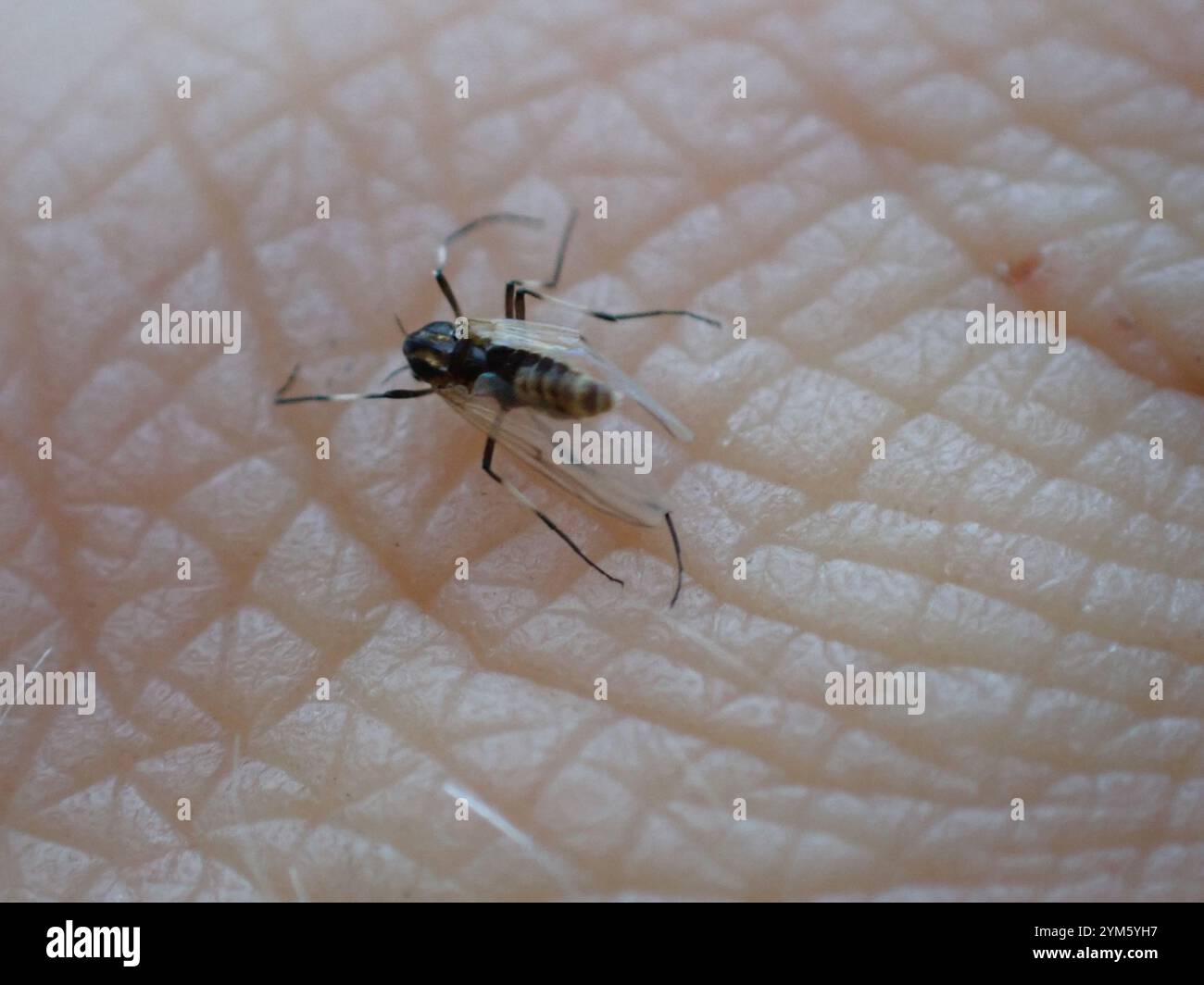 Non-biting Midges (Chironomidae Stock Photo - Alamy