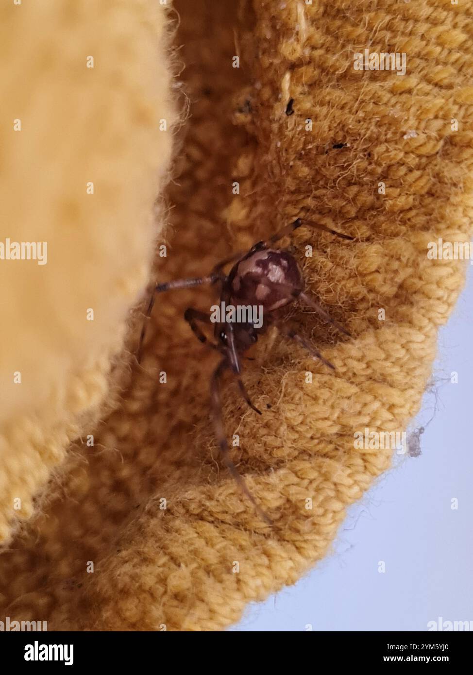 Triangulate Combfoot (Steatoda triangulosa Stock Photo - Alamy