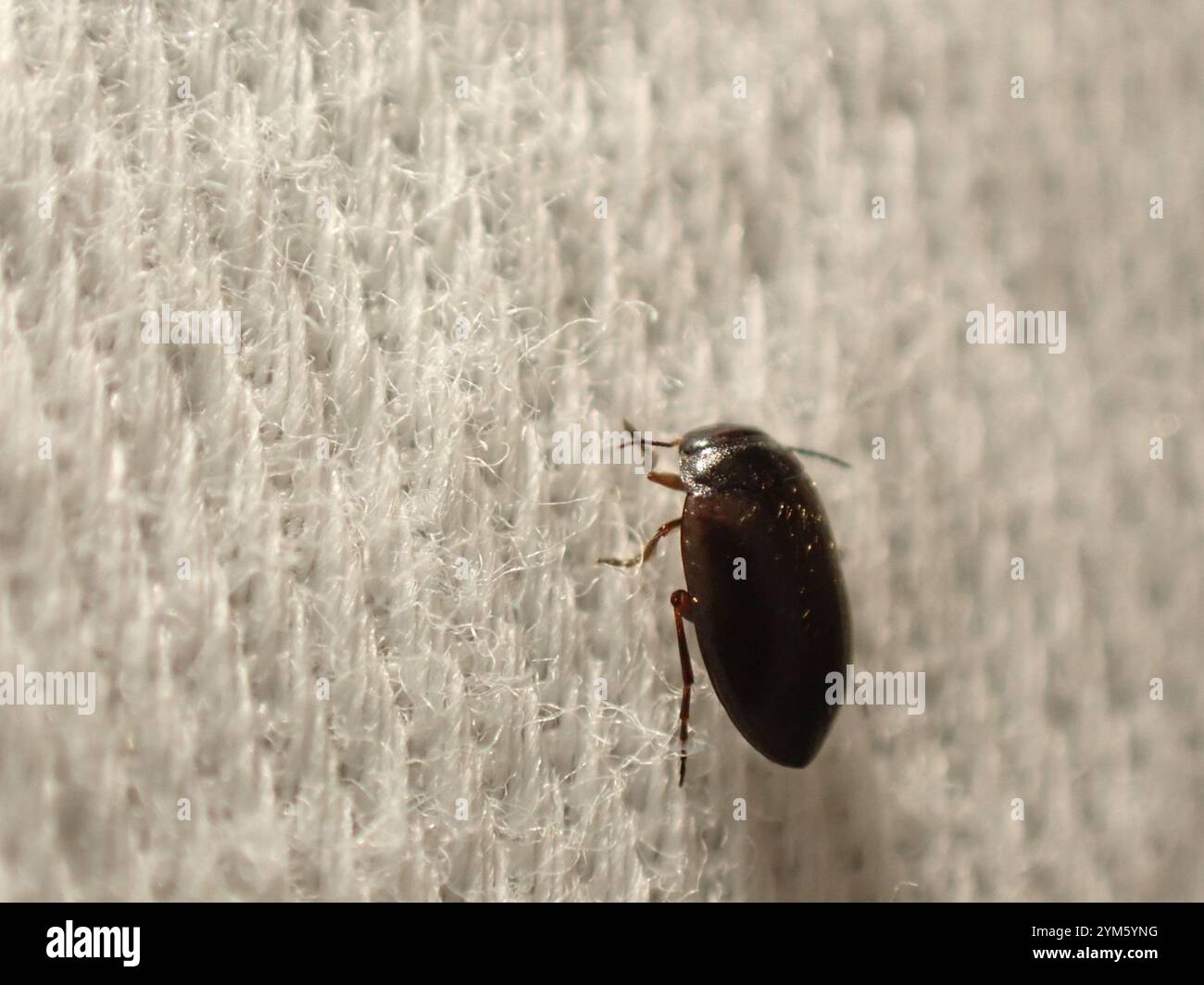 Hydroporus hi-res stock photography and images - Alamy