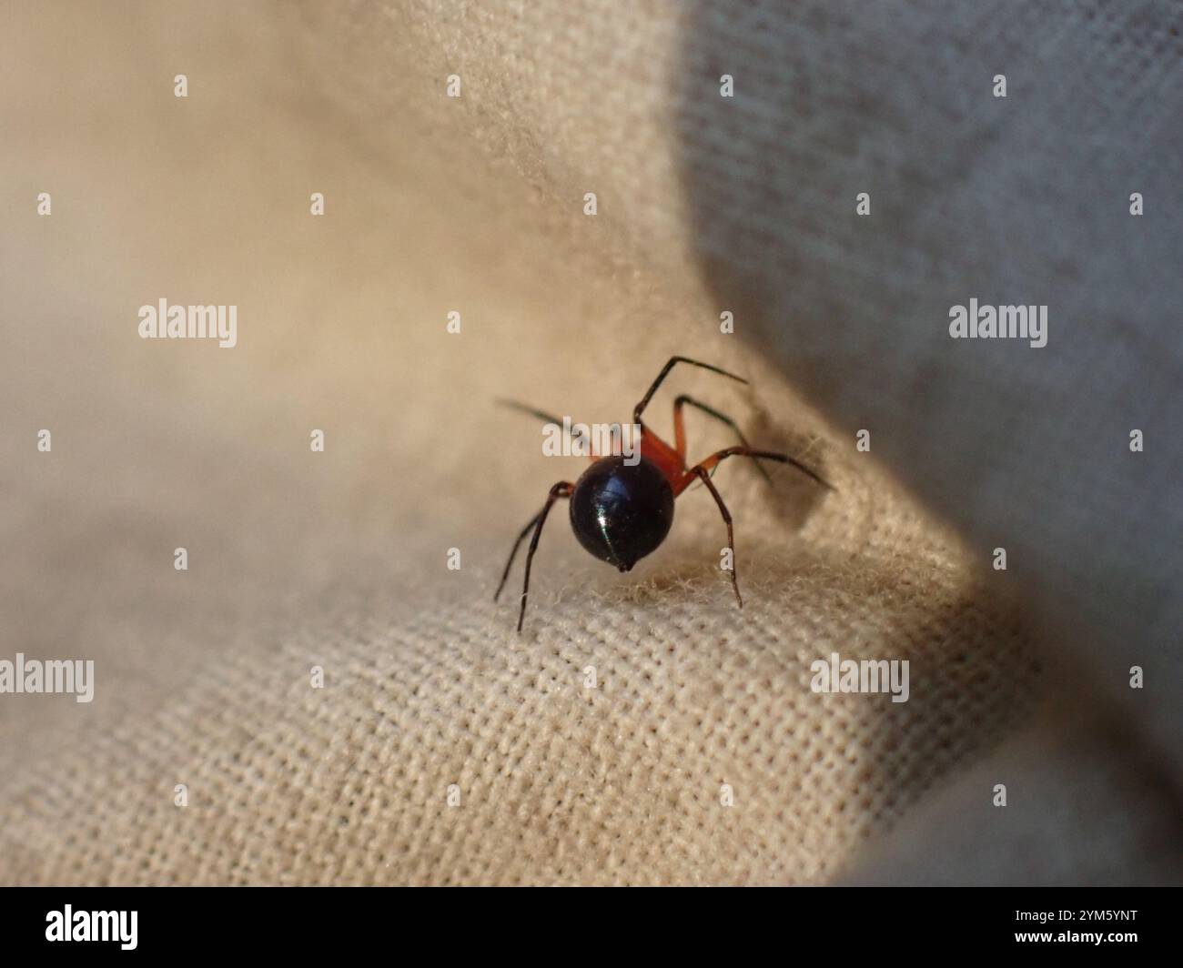 Dwarf Spiders (Erigoninae Stock Photo - Alamy