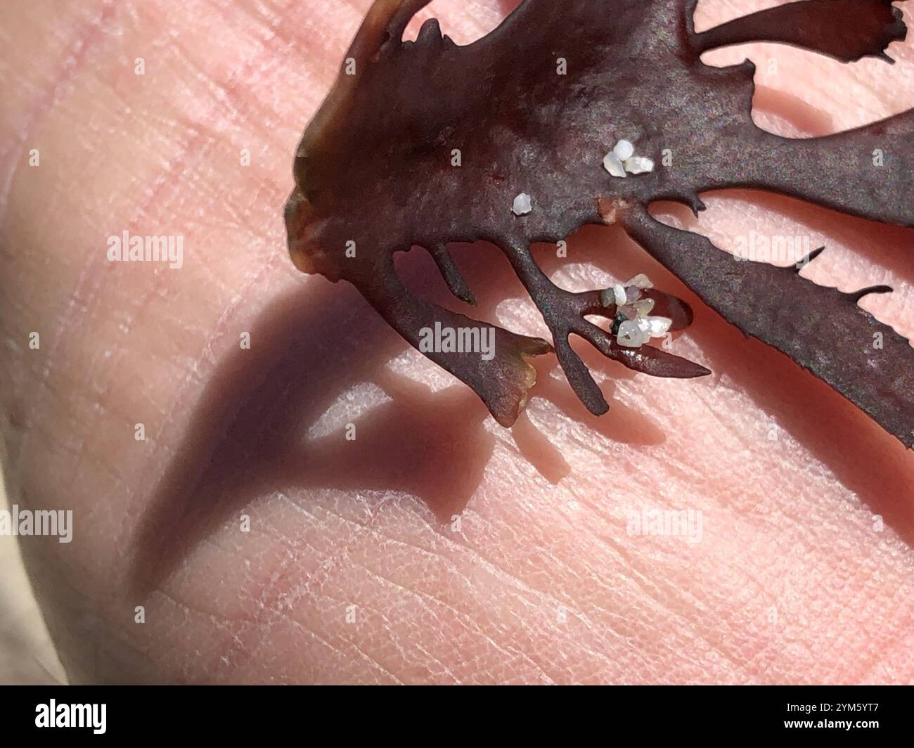 red algae (Rhodophyta Stock Photo - Alamy