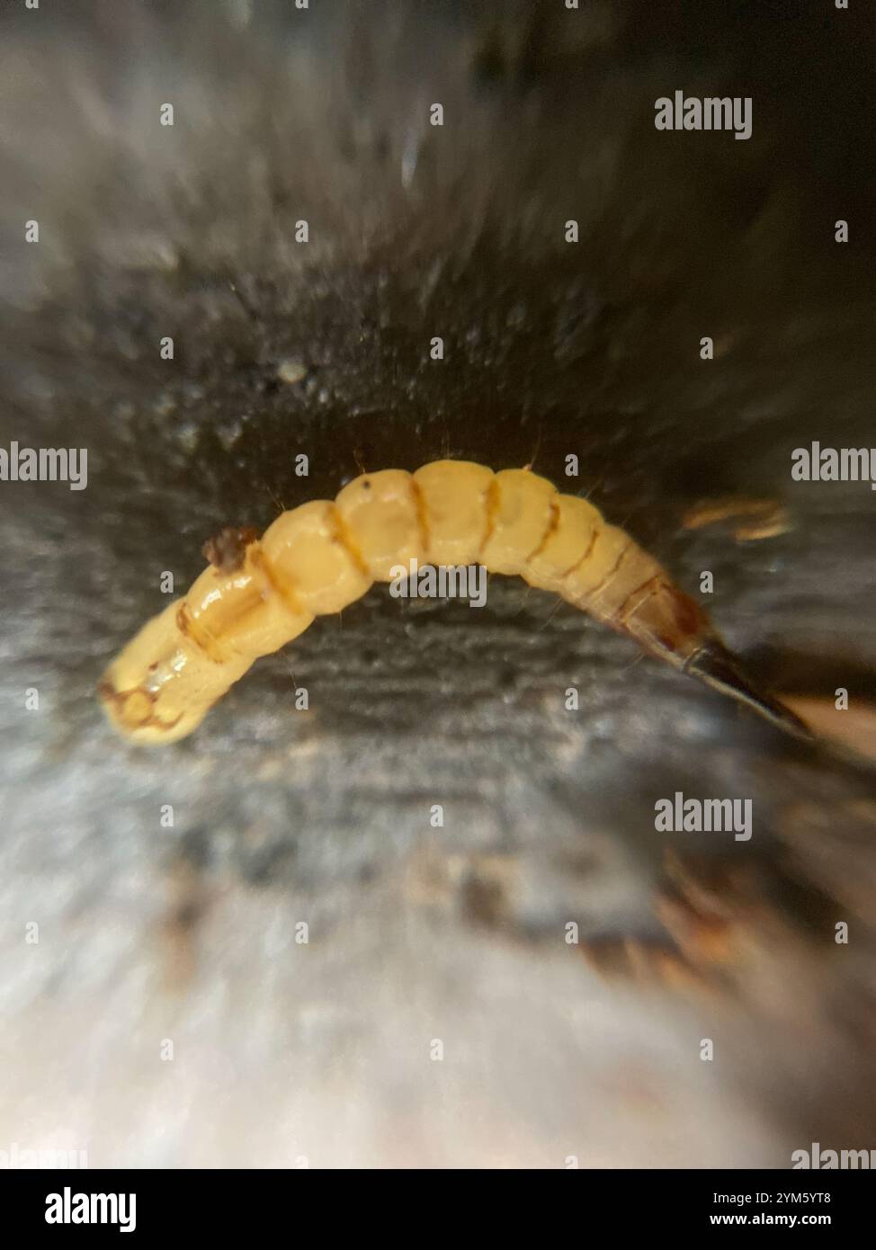 Xylophagus hi-res stock photography and images - Alamy