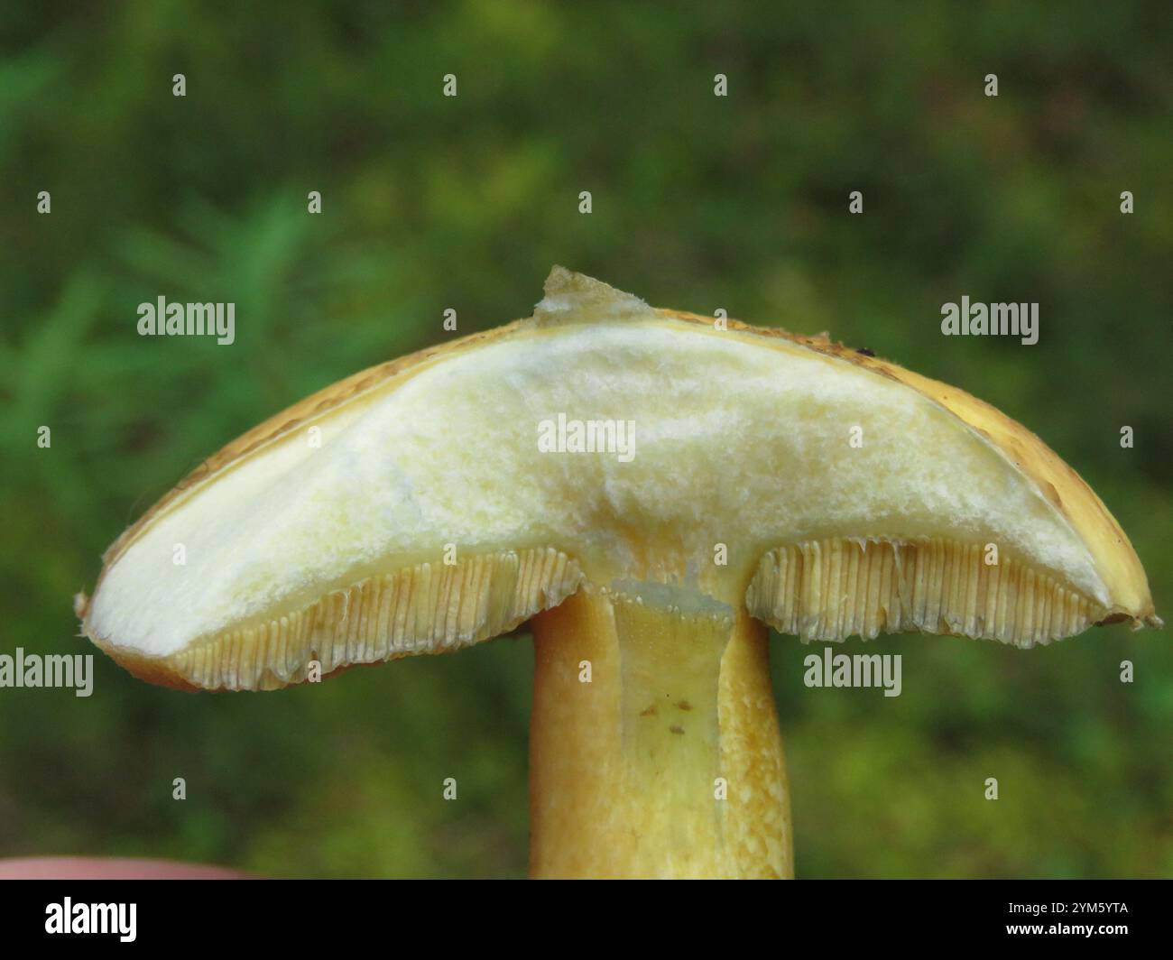 Blue-staining Slippery Jack (Suillus tomentosus Stock Photo - Alamy