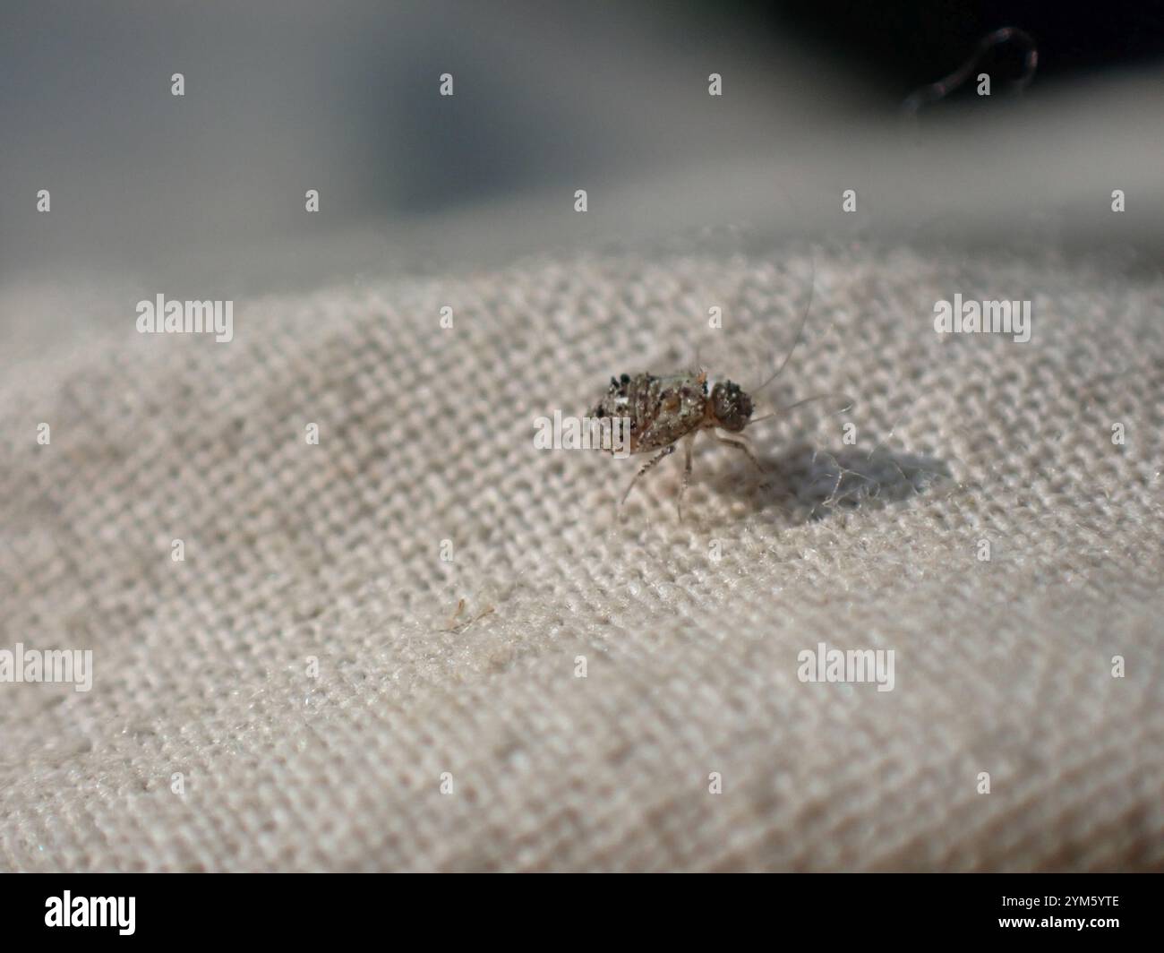 Barklice, Booklice, and Parasitic Lice (Psocodea Stock Photo - Alamy