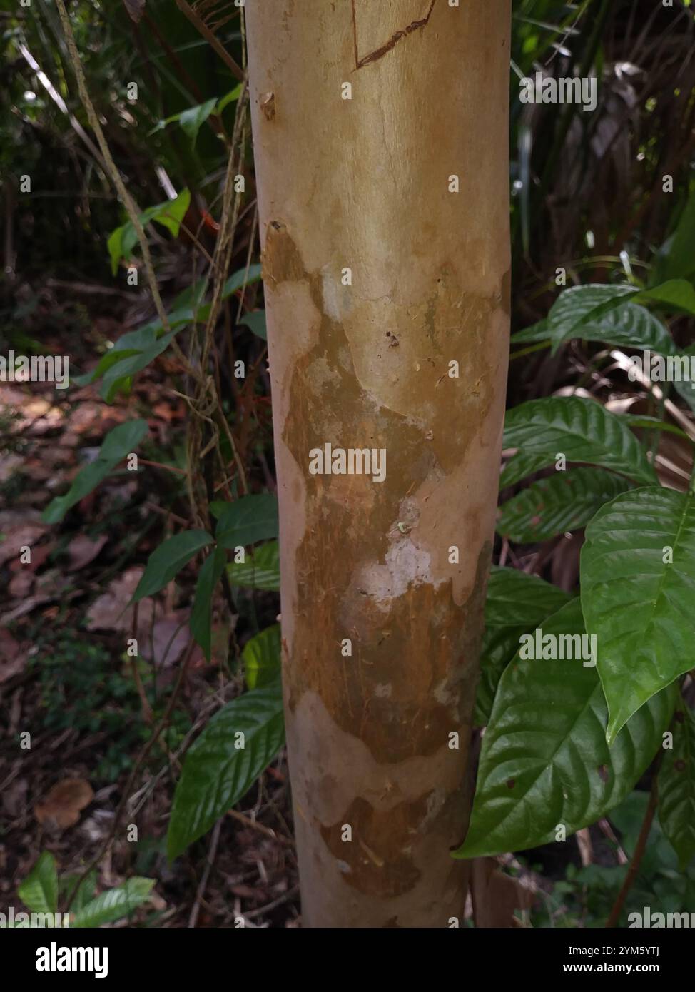 Simpson's Stopper (Myrcianthes fragrans Stock Photo - Alamy