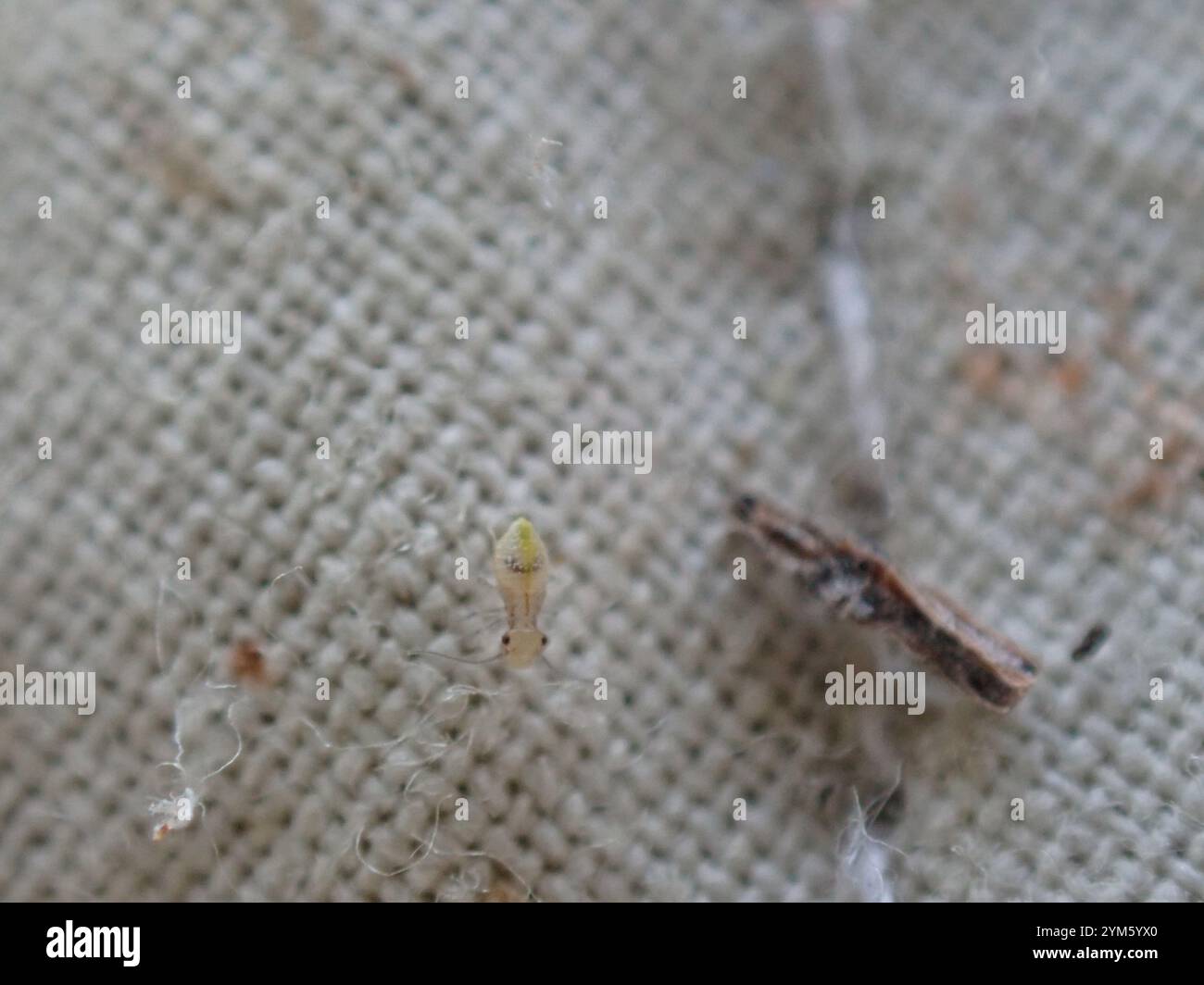 Barklice, Booklice, and Parasitic Lice (Psocodea Stock Photo - Alamy