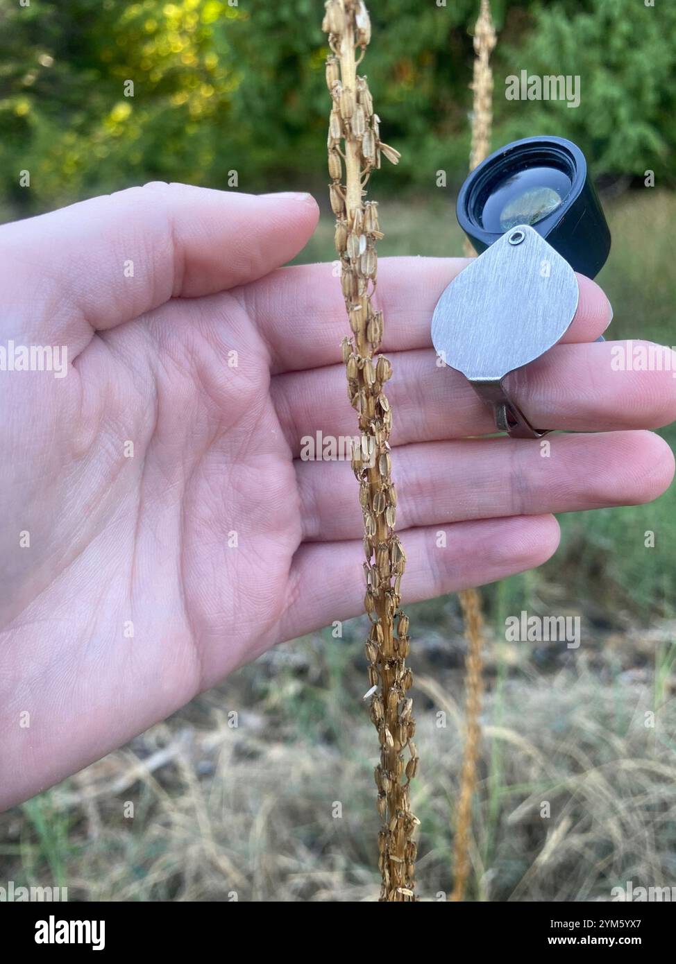 common arrowgrass (Triglochin maritima Stock Photo - Alamy