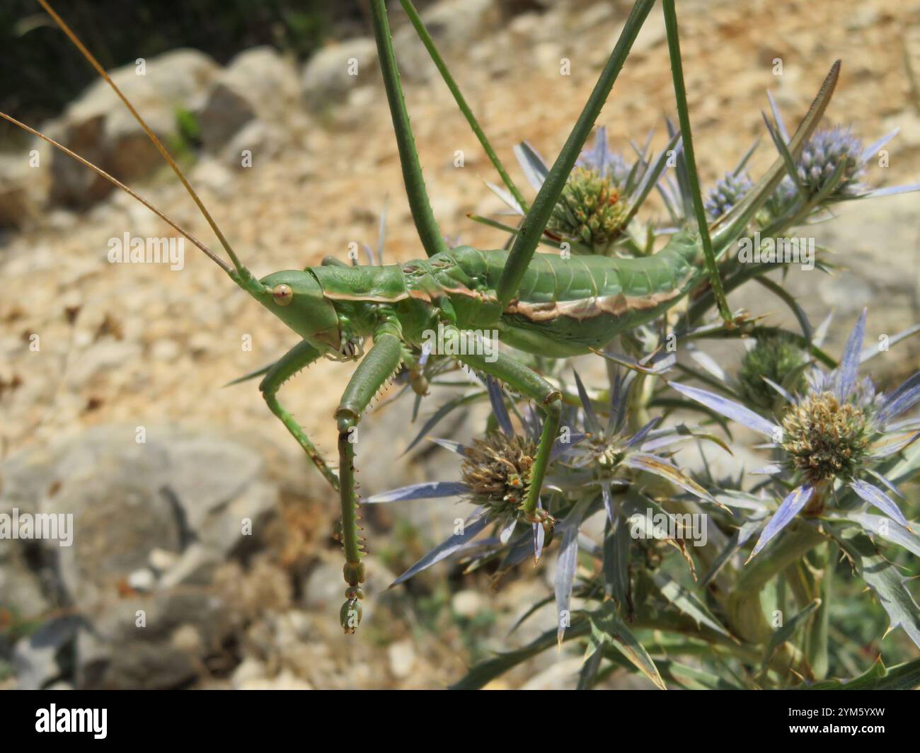Predatory Bush-cricket (Saga pedo Stock Photo - Alamy