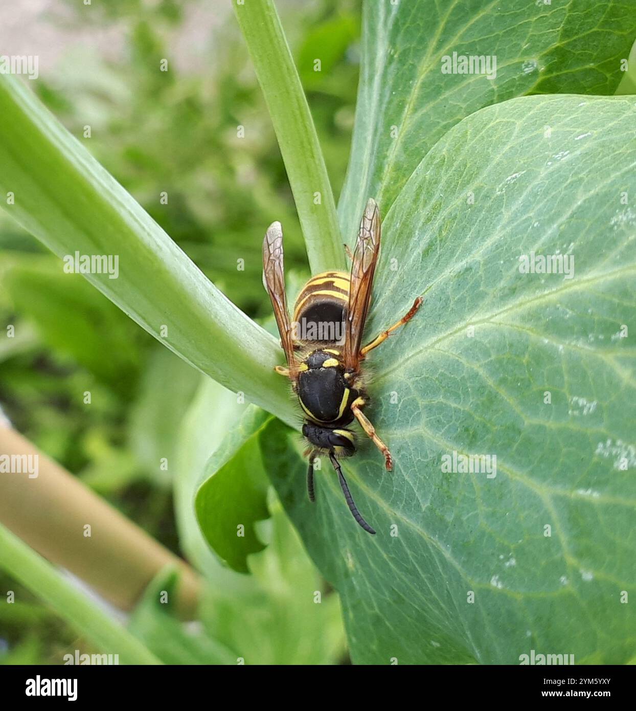 Common European Yellowjacket (Vespula vulgaris Stock Photo - Alamy