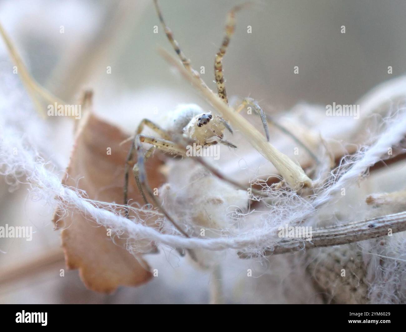 Banded Garden Spider (Argiope trifasciata Stock Photo - Alamy