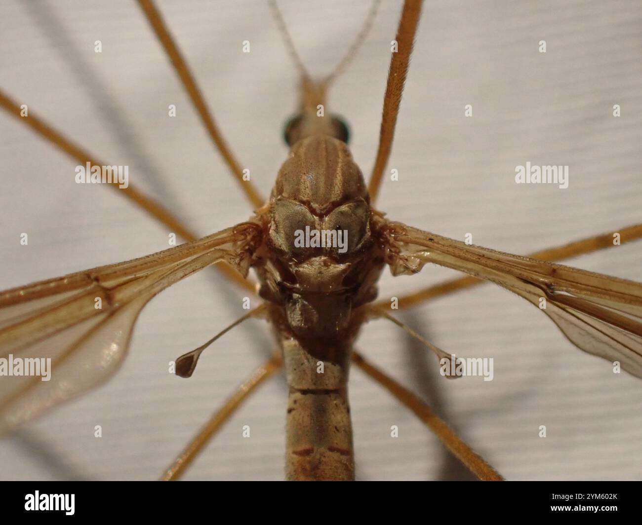 Crane Flies (Tipulomorpha Stock Photo - Alamy