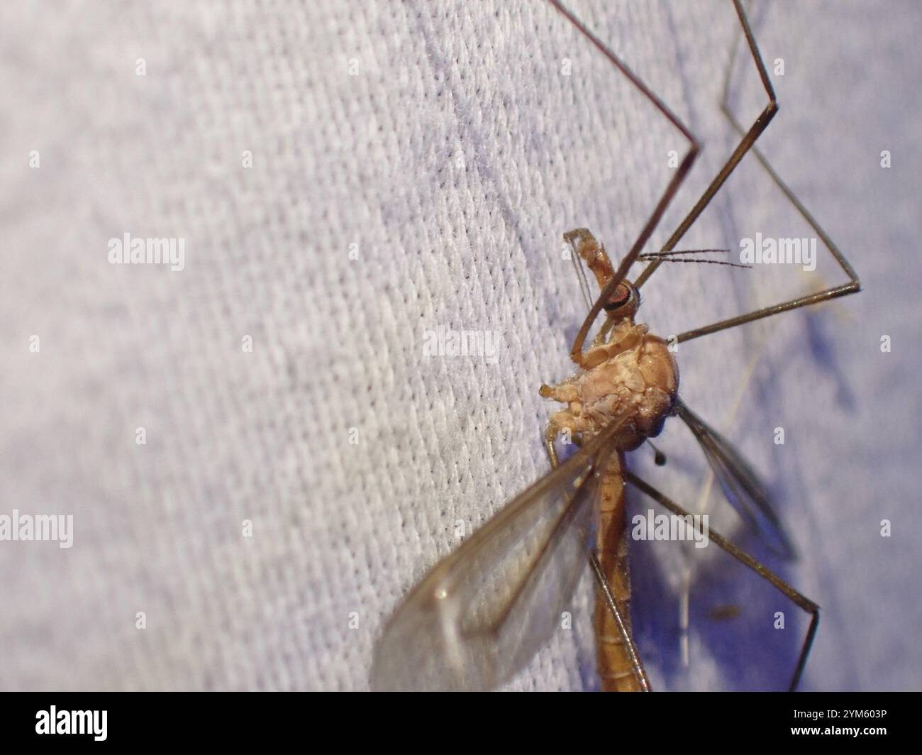 Crane Flies (Tipulomorpha Stock Photo - Alamy