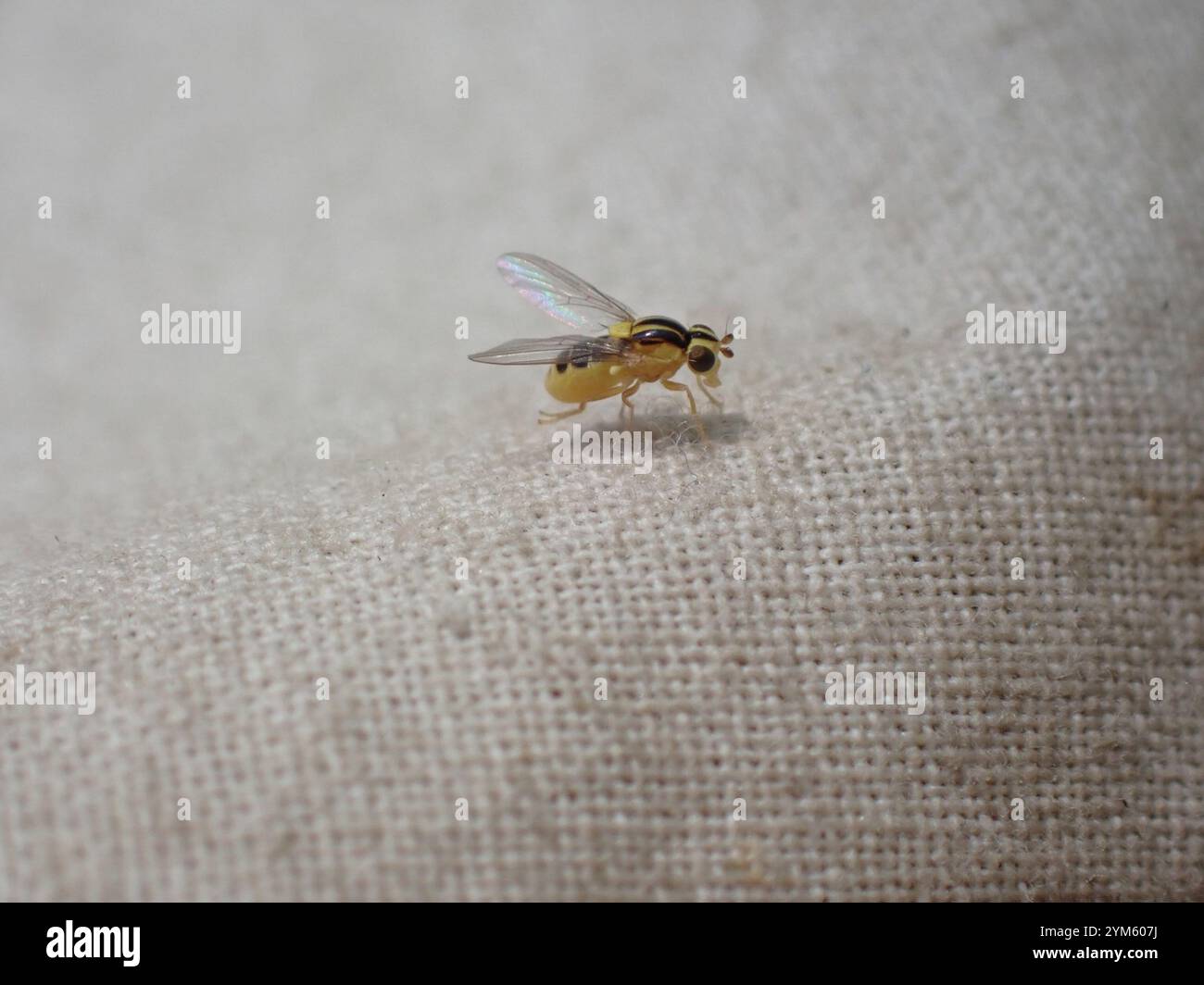 Grass Flies (Chloropinae Stock Photo - Alamy