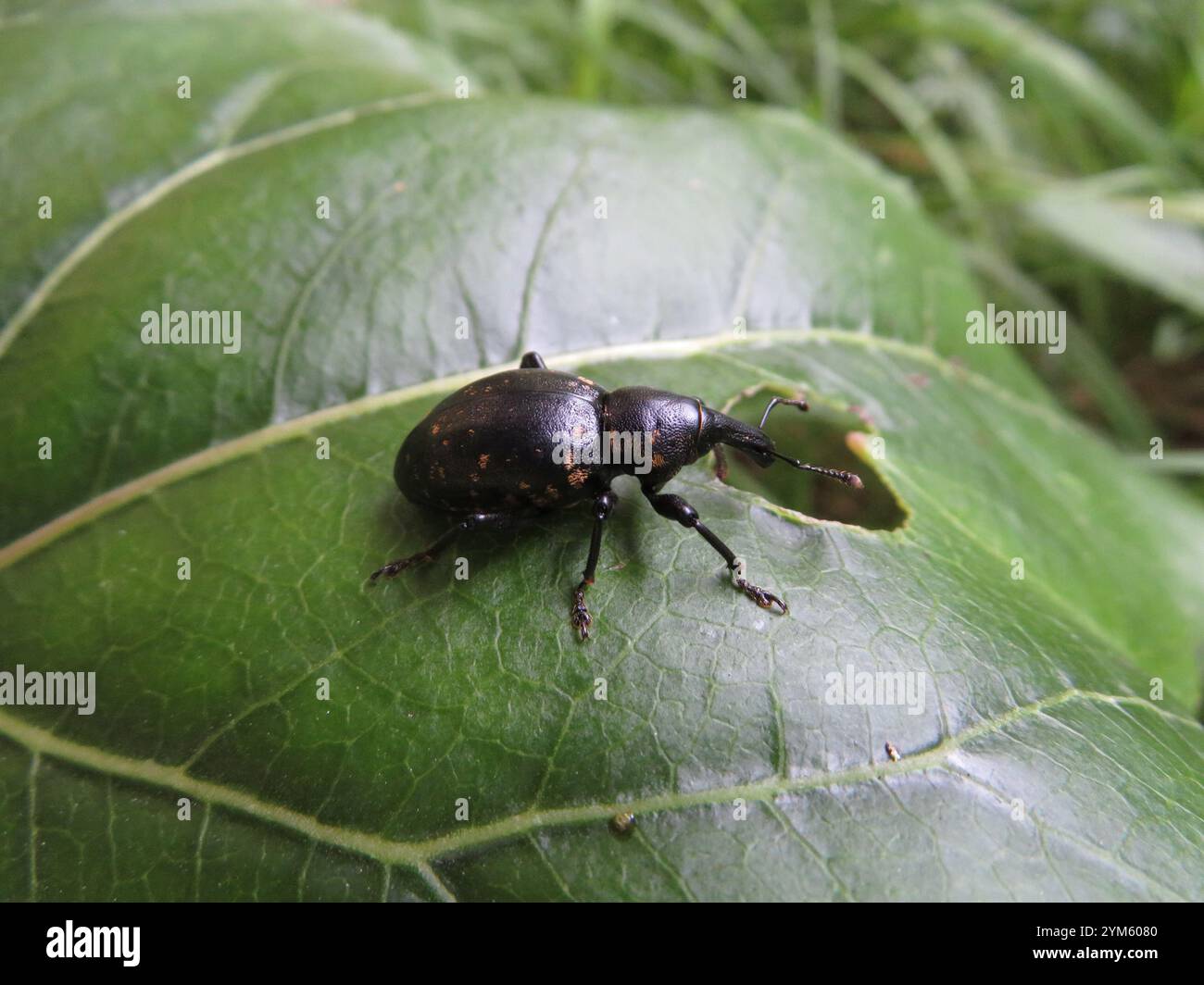 Liparus hi-res stock photography and images - Alamy