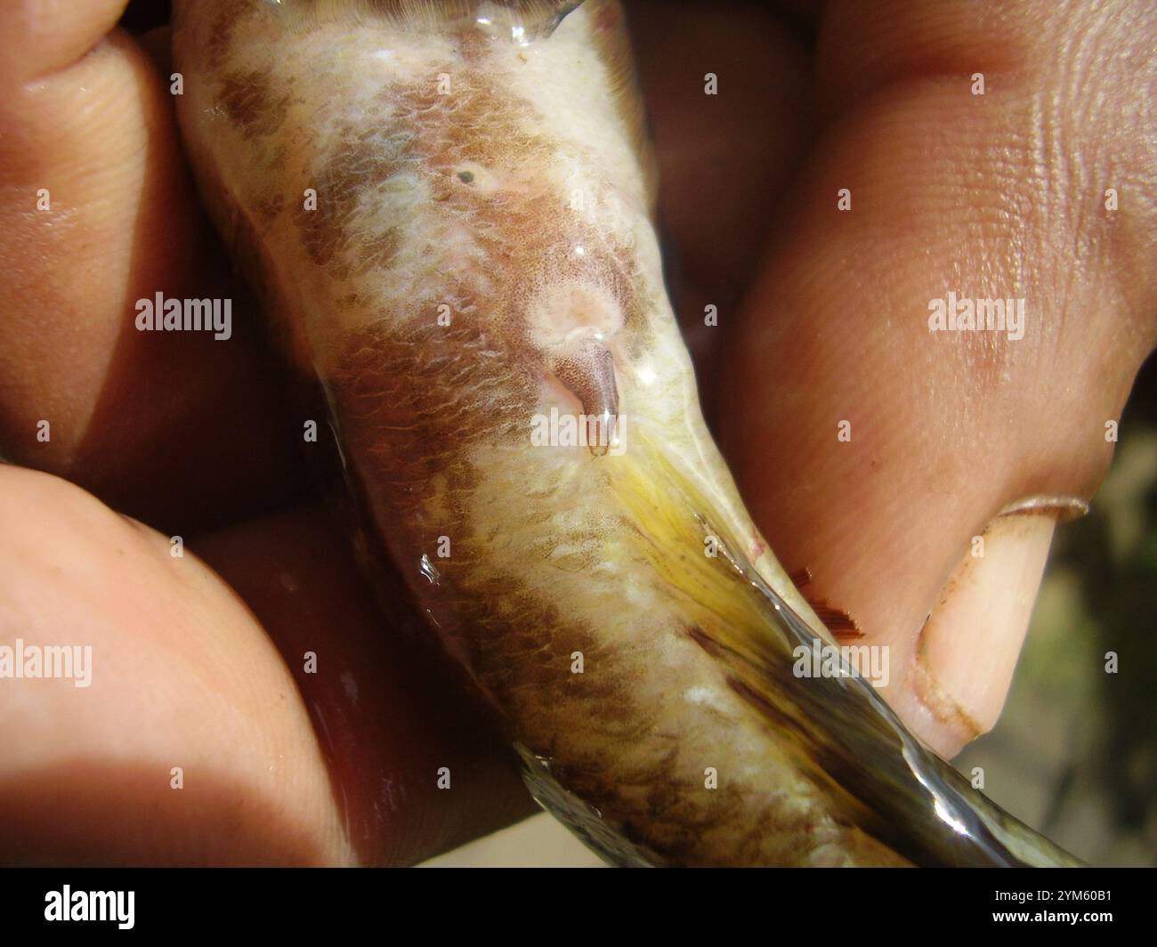 Gobies and allies (Gobioidei Stock Photo - Alamy