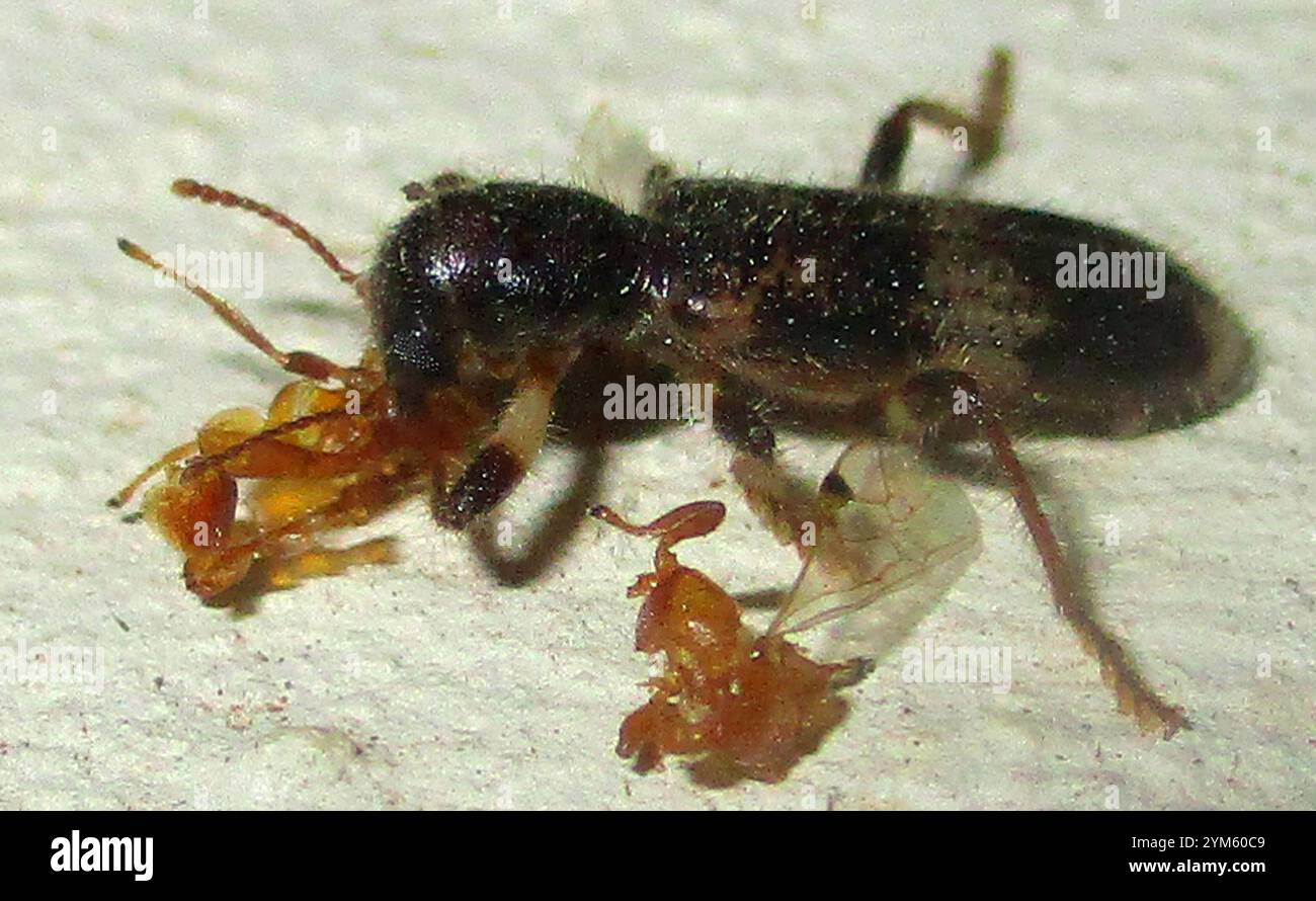 Checkered Beetles (Cleridae Stock Photo - Alamy