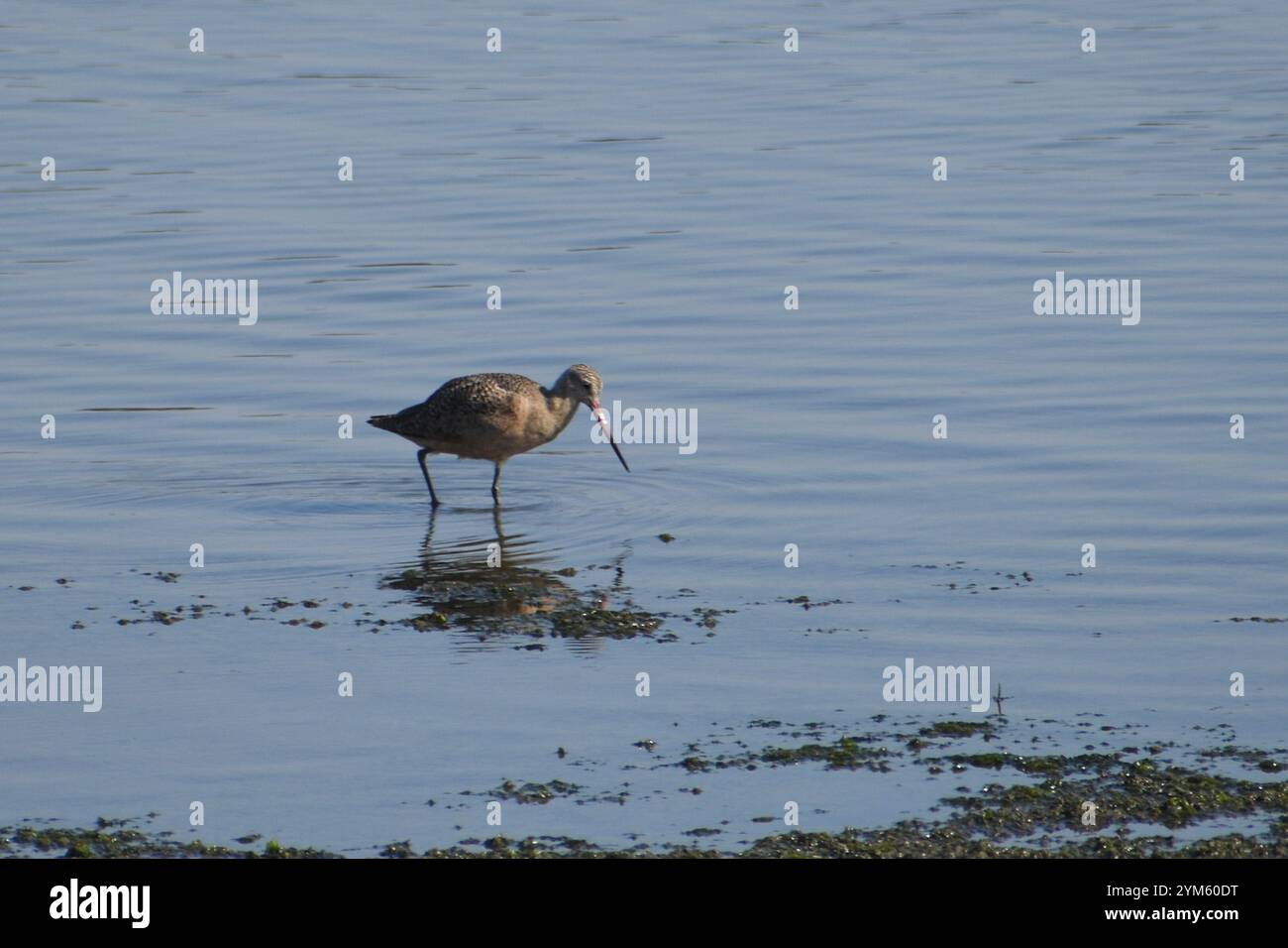 Marbled Godwit (Limosa fedoa Stock Photo - Alamy