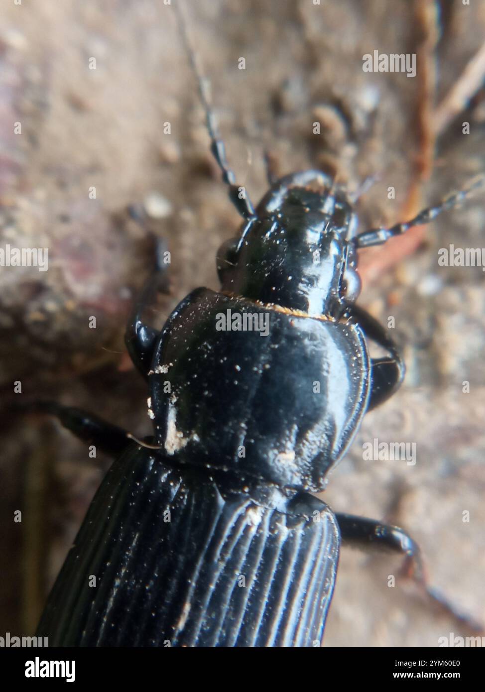 Blackclock Ground Beetles (Pterostichus Stock Photo - Alamy