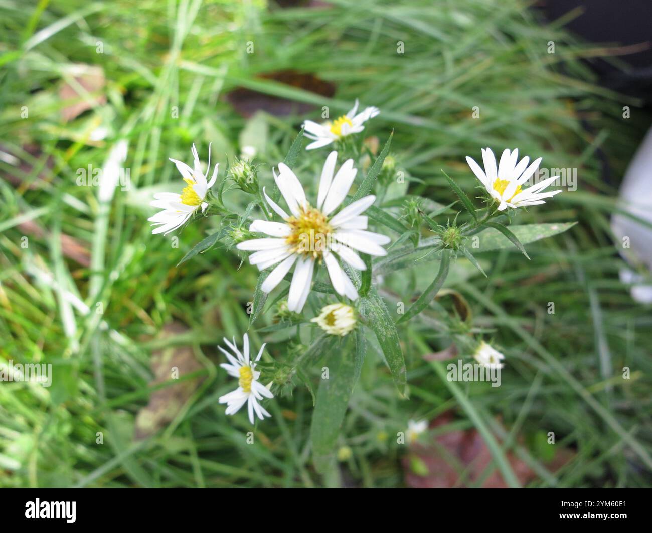 hairy white oldfield aster (Symphyotrichum pilosum Stock Photo - Alamy