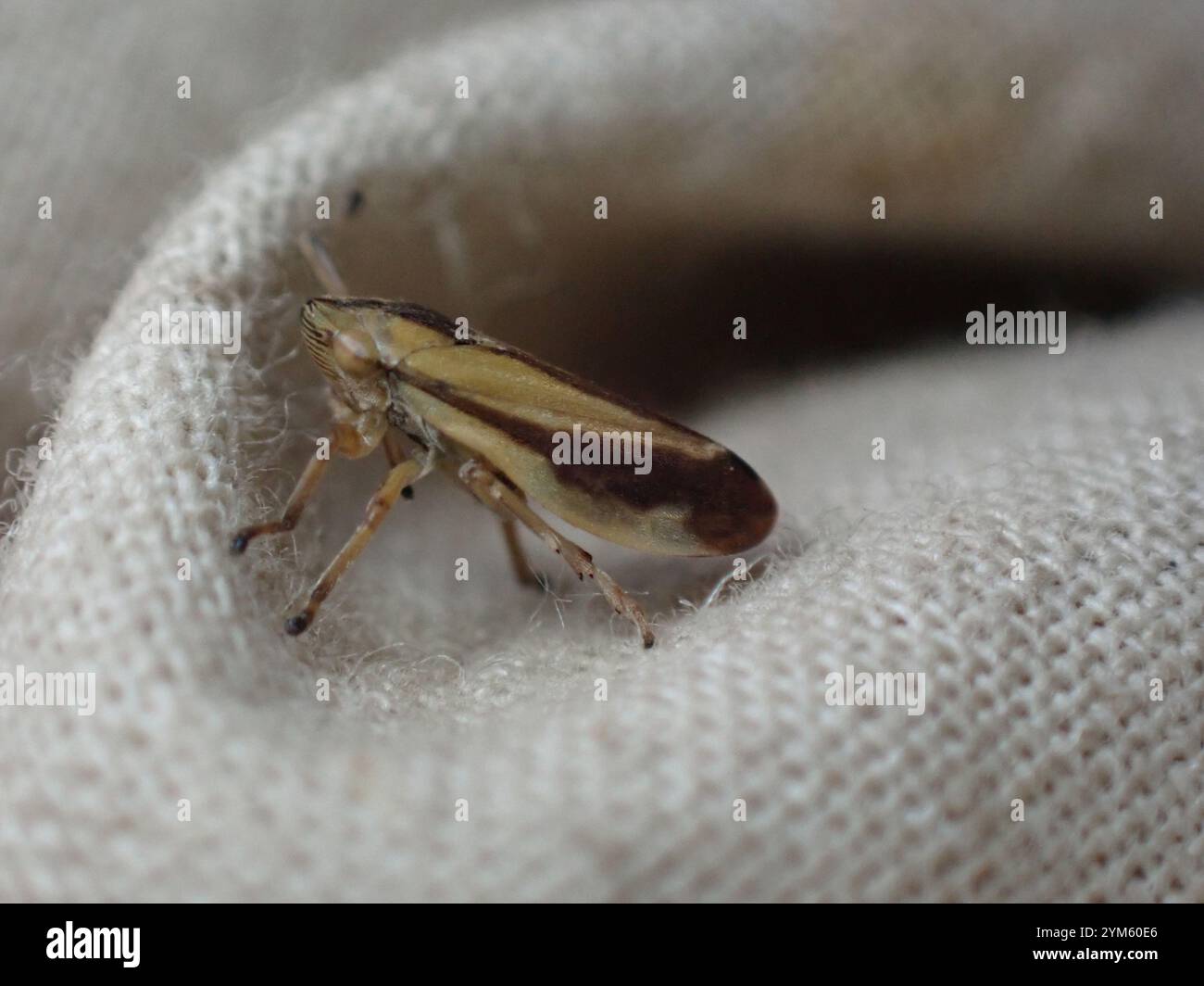 Meadow Spittlebug (Philaenus spumarius Stock Photo - Alamy