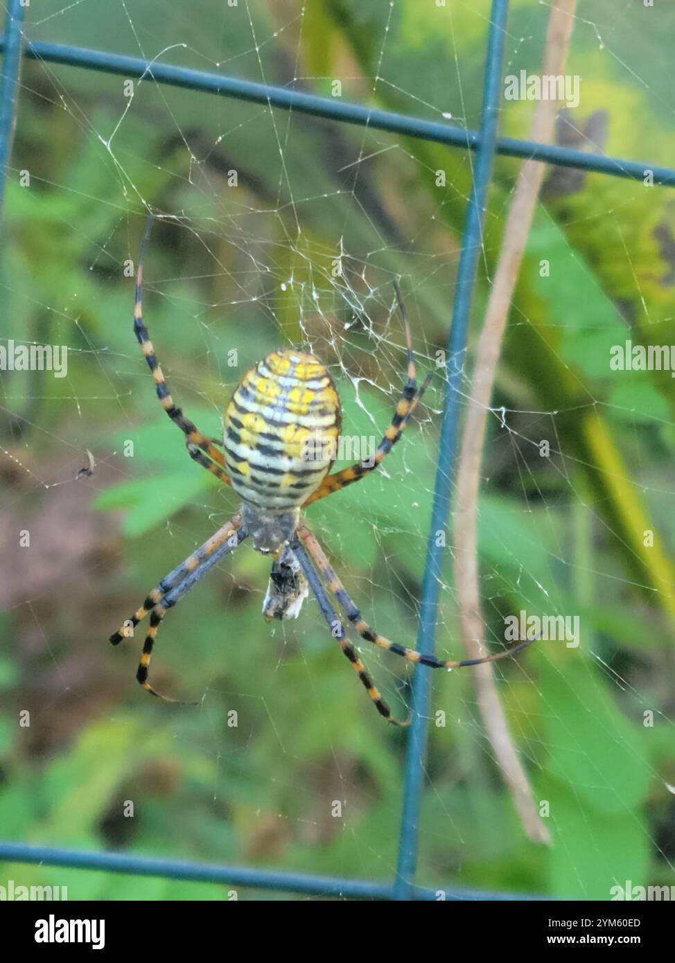 Banded Garden Spider (Argiope trifasciata Stock Photo - Alamy