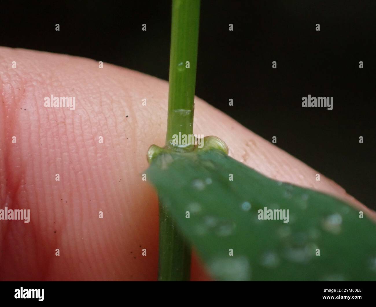 drooping woodreed (Cinna latifolia Stock Photo - Alamy