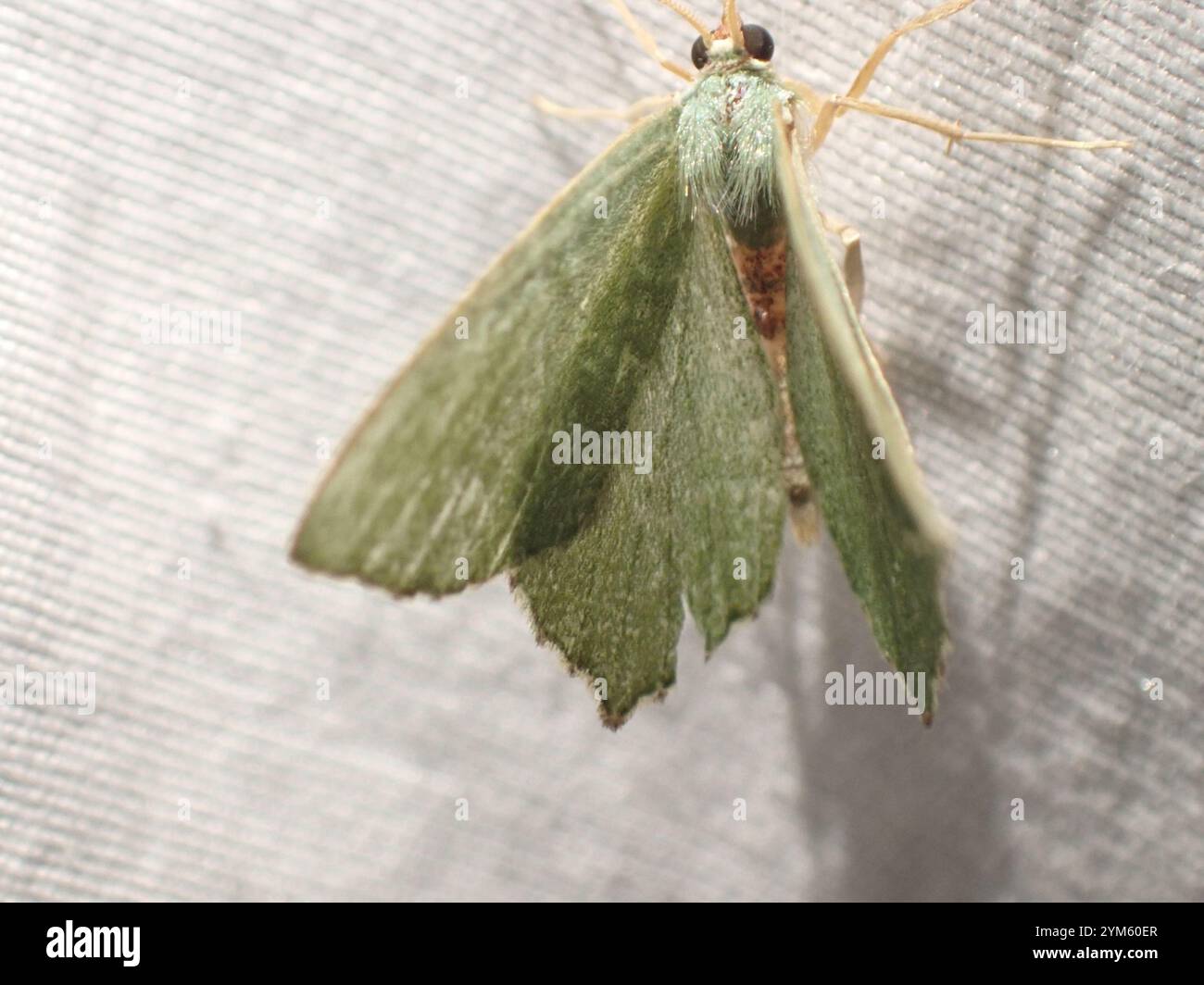 Common Emerald (Hemithea aestivaria Stock Photo - Alamy