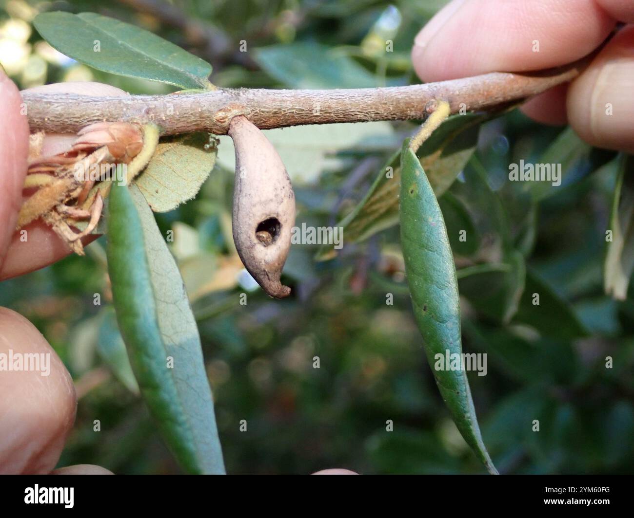 Beaked Spindle Gall Wasp (Heteroecus pacificus Stock Photo - Alamy