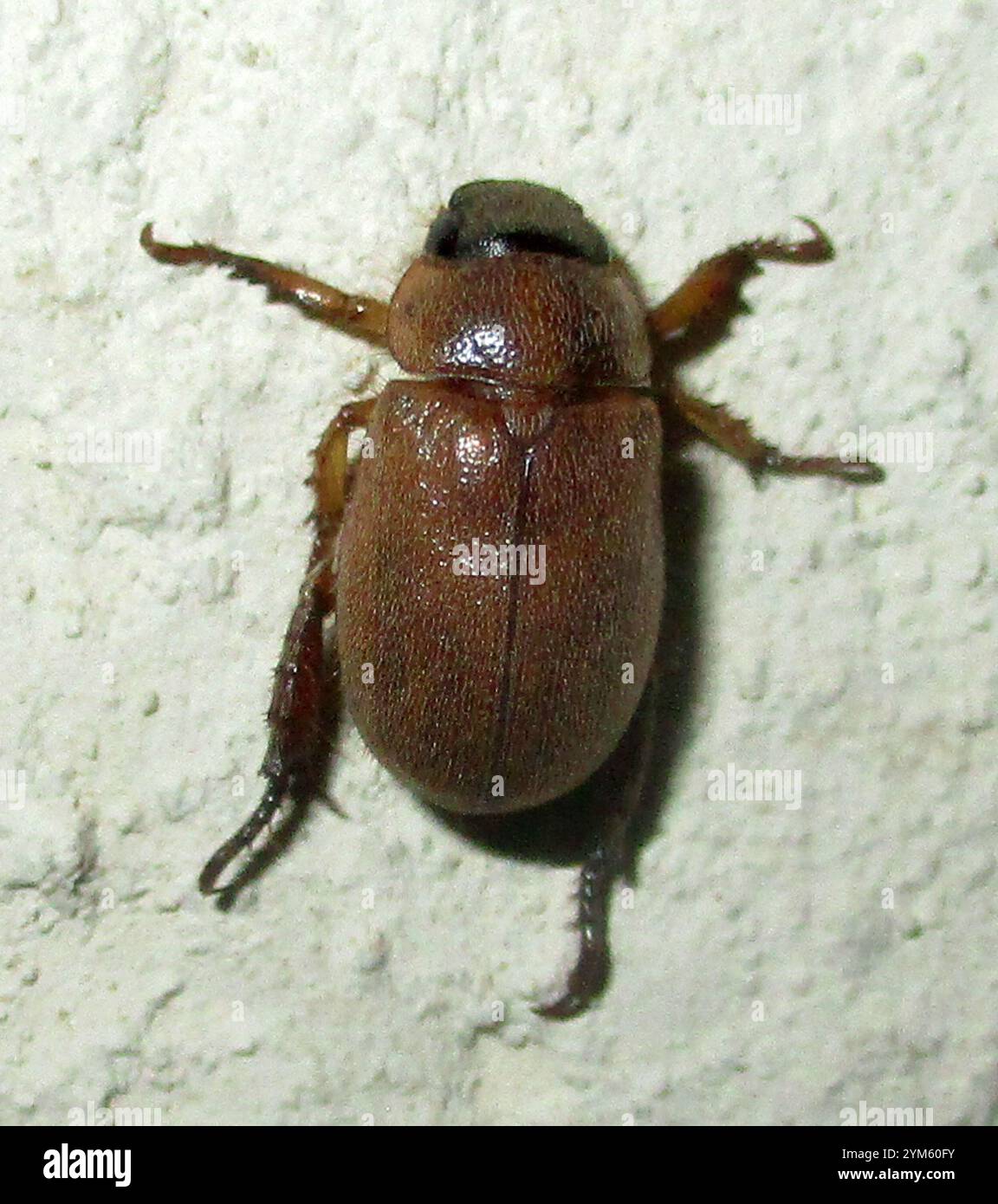 Adoretus hi-res stock photography and images - Alamy