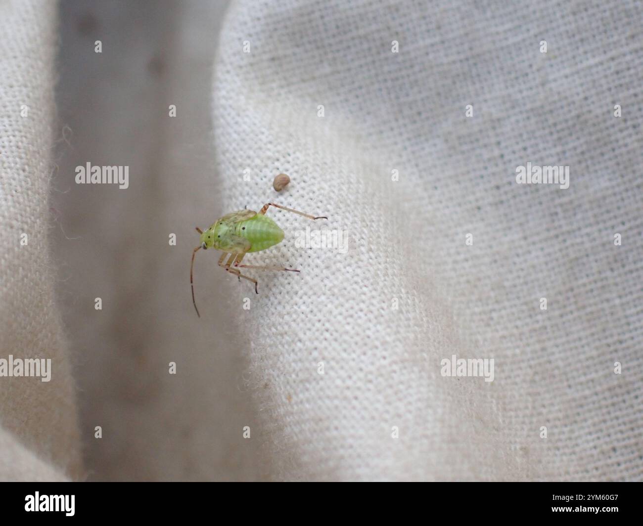 True Bugs (Heteroptera Stock Photo - Alamy