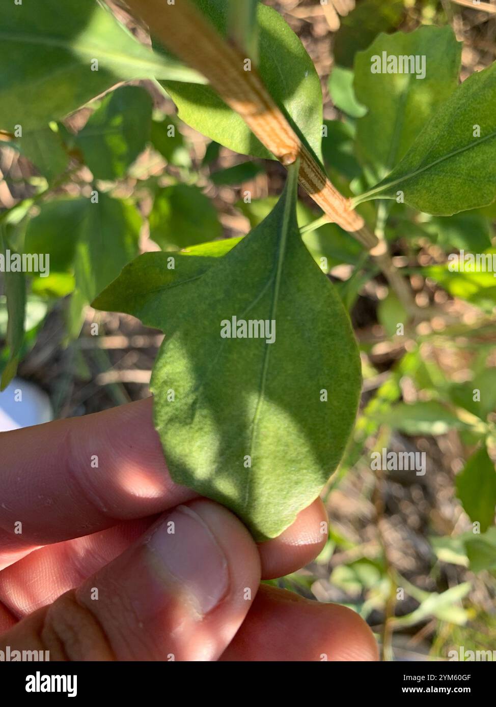 groundsel tree (Baccharis halimifolia Stock Photo - Alamy