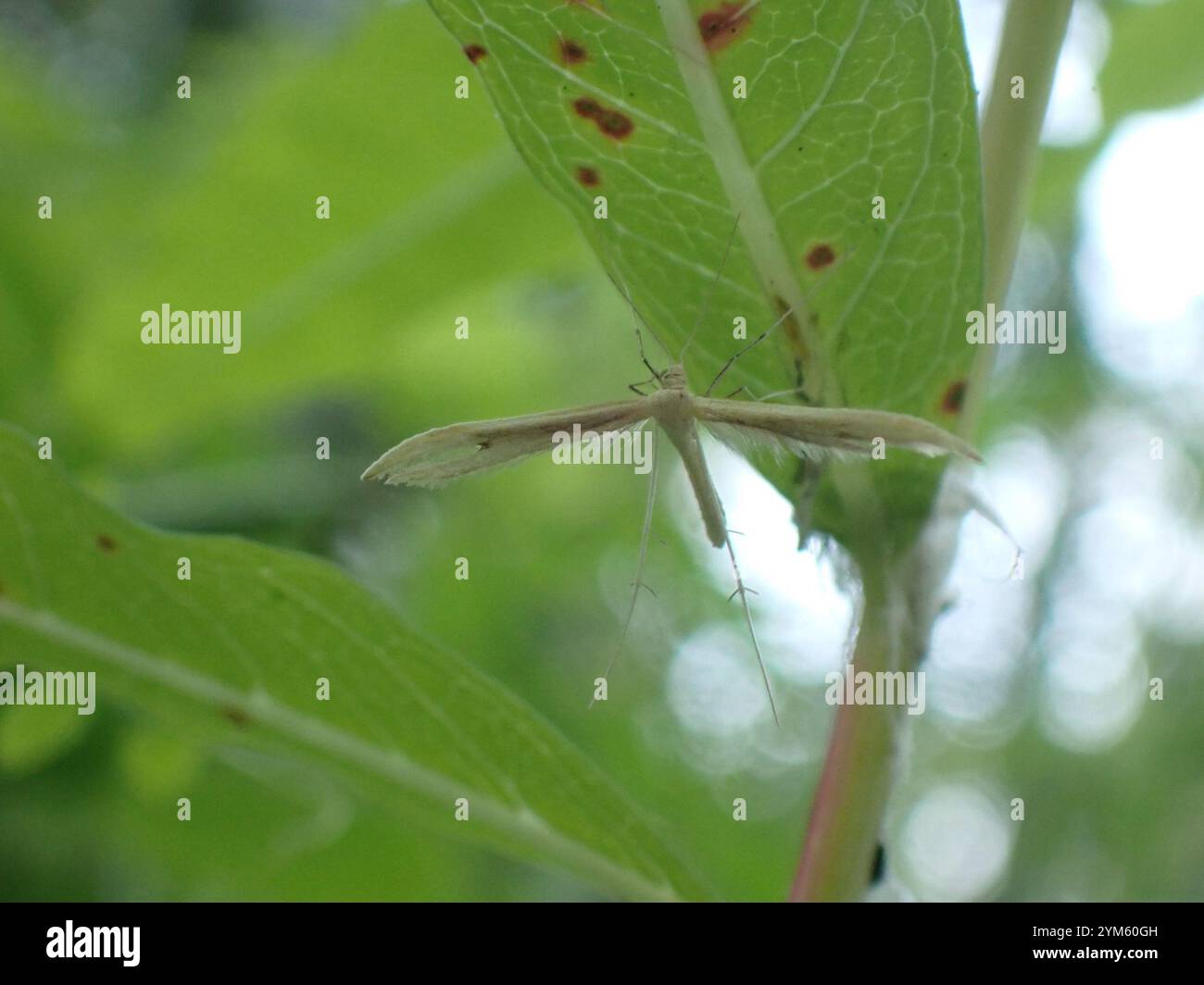 Plume Moths (Pterophoridae Stock Photo - Alamy