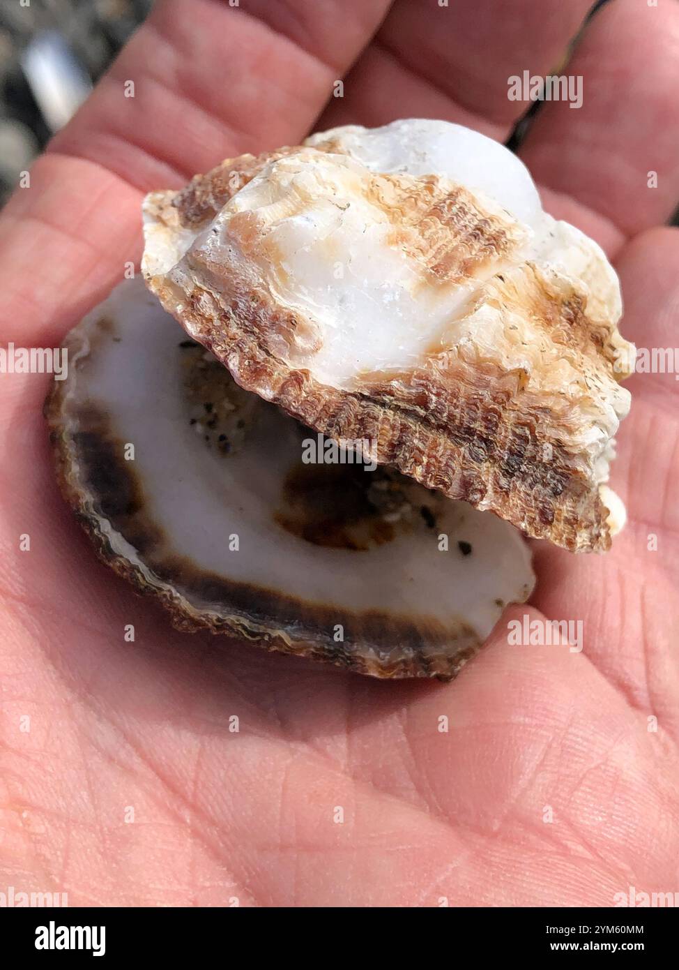 Giant Rock Scallop (Crassadoma gigantea Stock Photo - Alamy