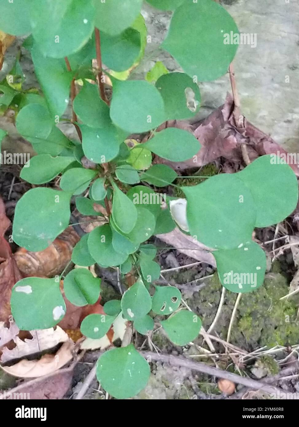 Japanese barberry (Berberis thunbergii Stock Photo - Alamy