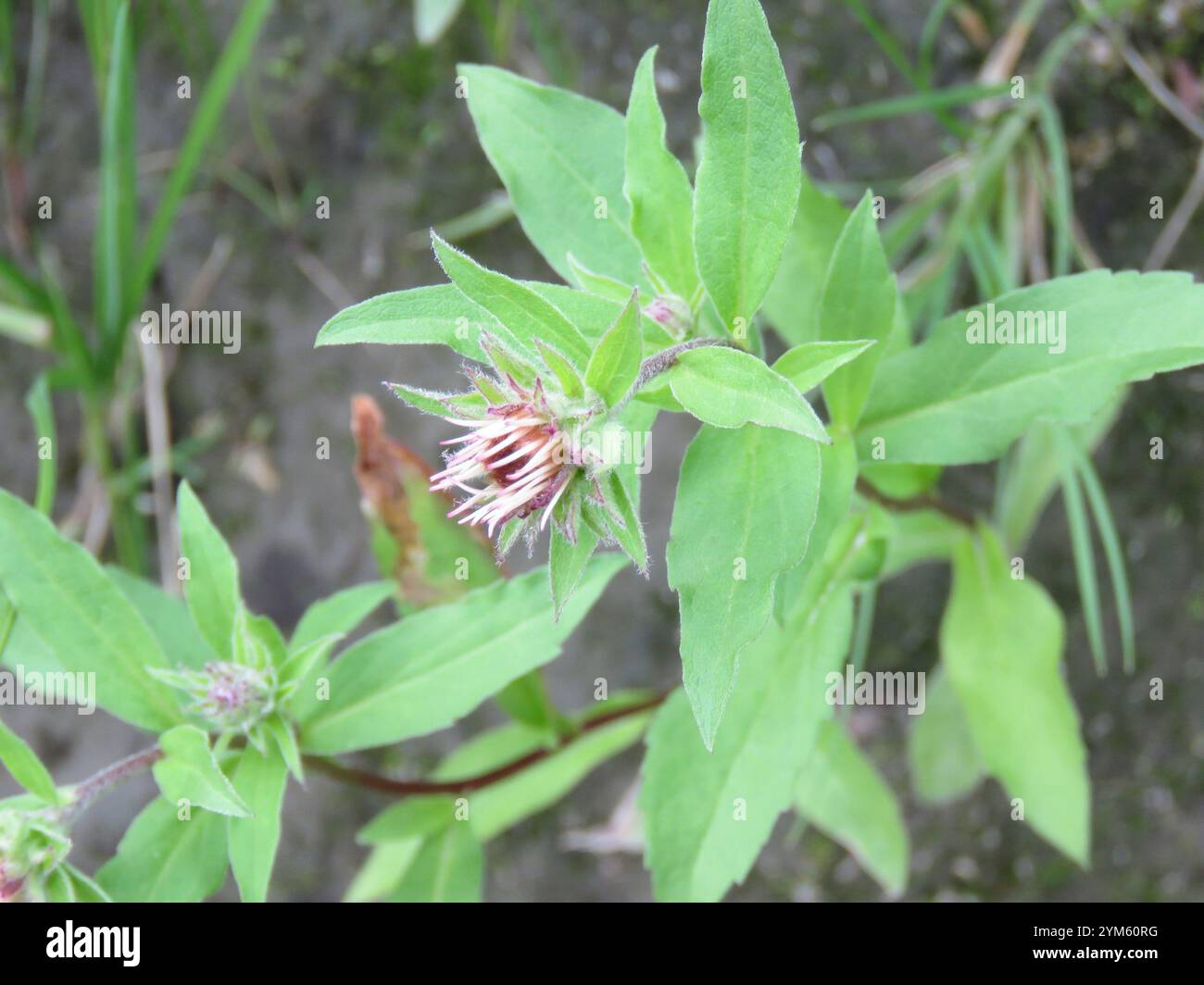 wood asters (Eurybia Stock Photo - Alamy