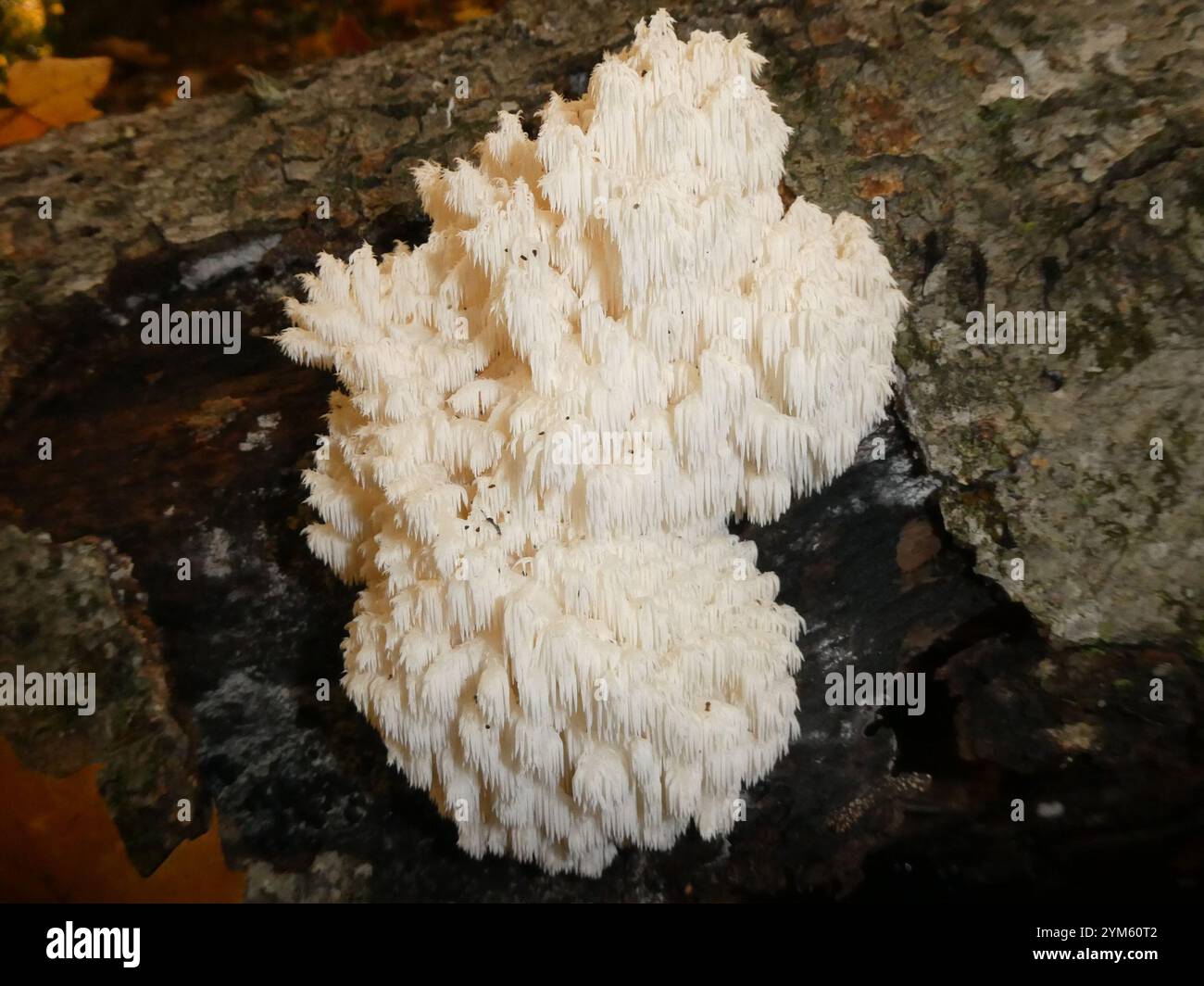 Coral tooth fungus (Hericium coralloides Stock Photo - Alamy