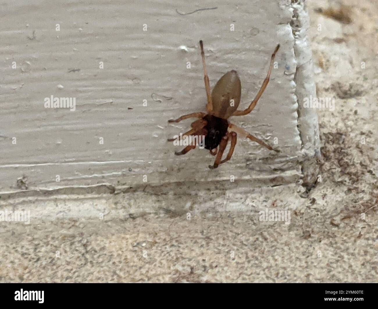 Trachelas tranquillus hi-res stock photography and images - Alamy