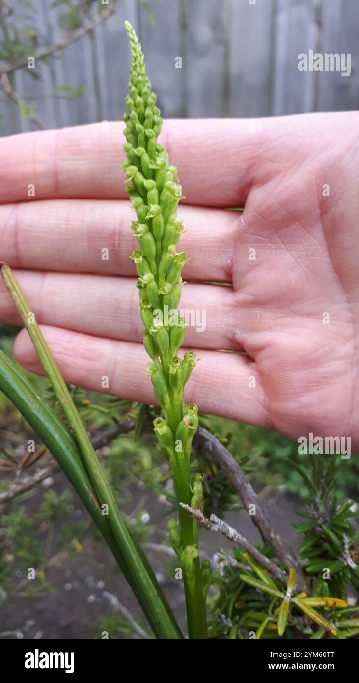 common onion-orchid (Microtis unifolia Stock Photo - Alamy