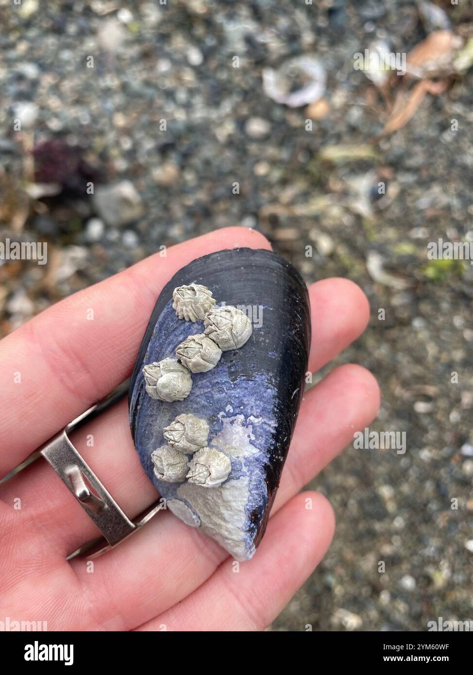 Blue Mussel Complex (Mytilus edulis Stock Photo - Alamy