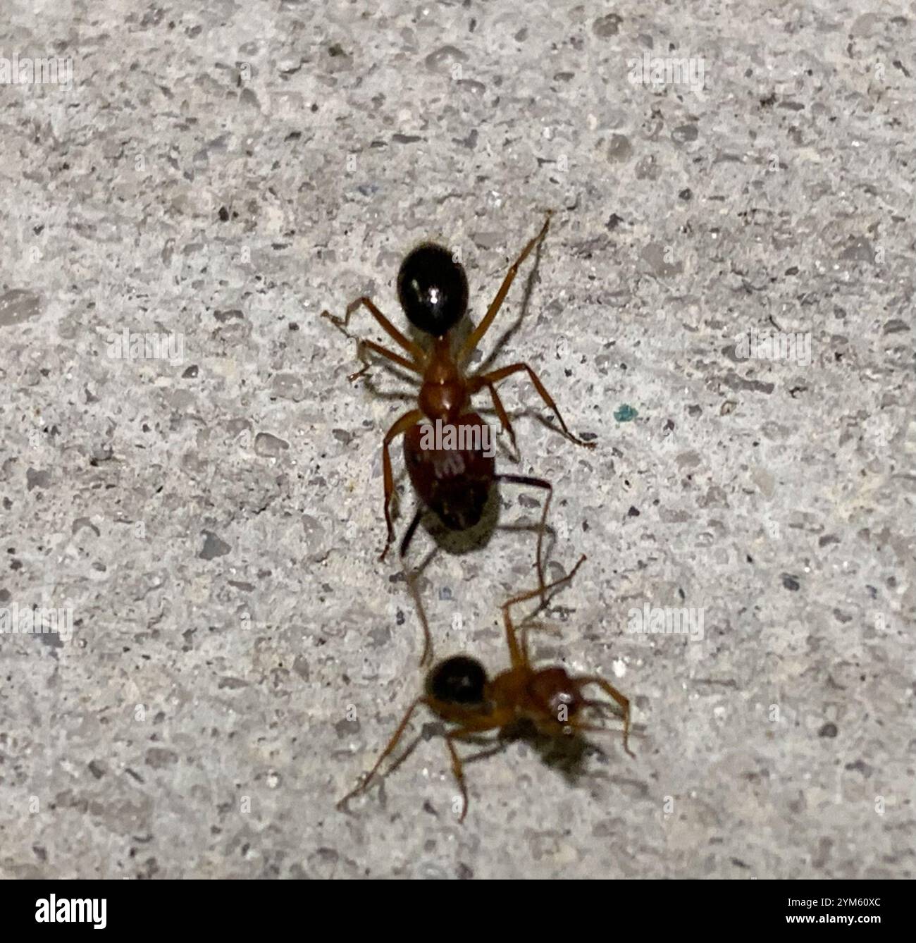 Florida Carpenter Ant (Camponotus floridanus Stock Photo - Alamy