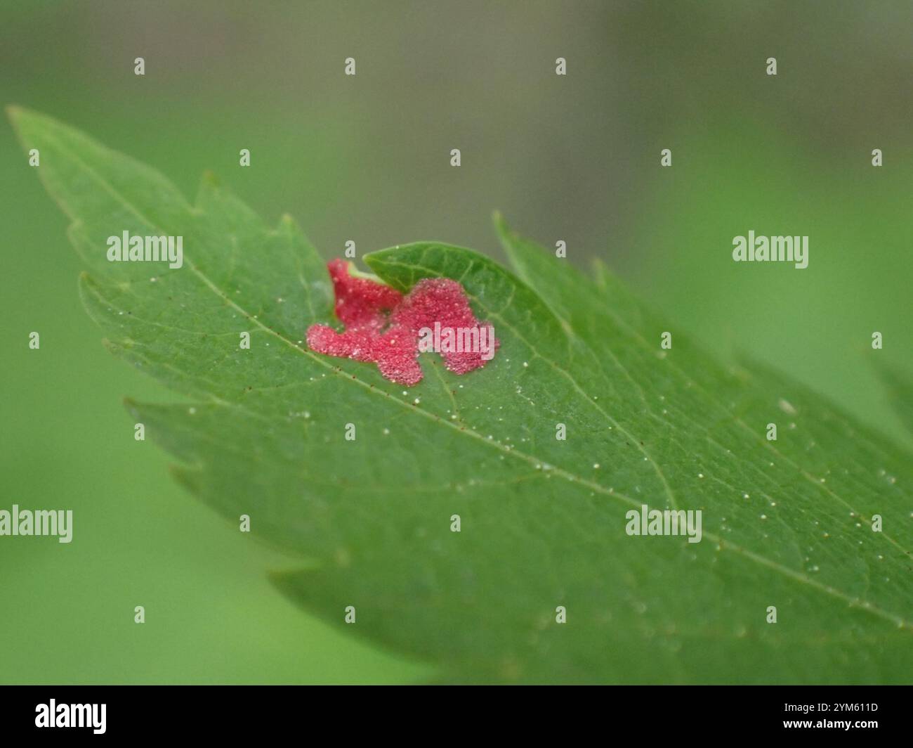 Rocky Mountain Maple Felt Mite (Aceria calaceris Stock Photo - Alamy